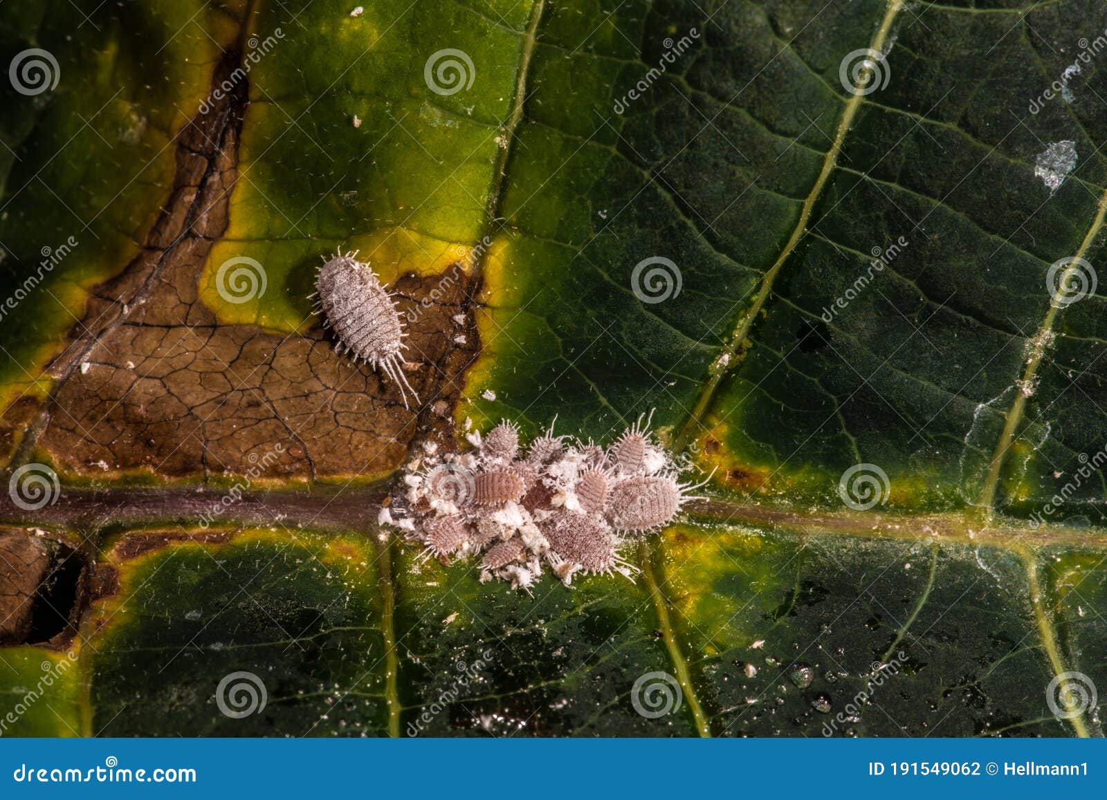 Pineapple Mealybug, Dysmicoccus Brevipes Royalty-Free Stock Image ...