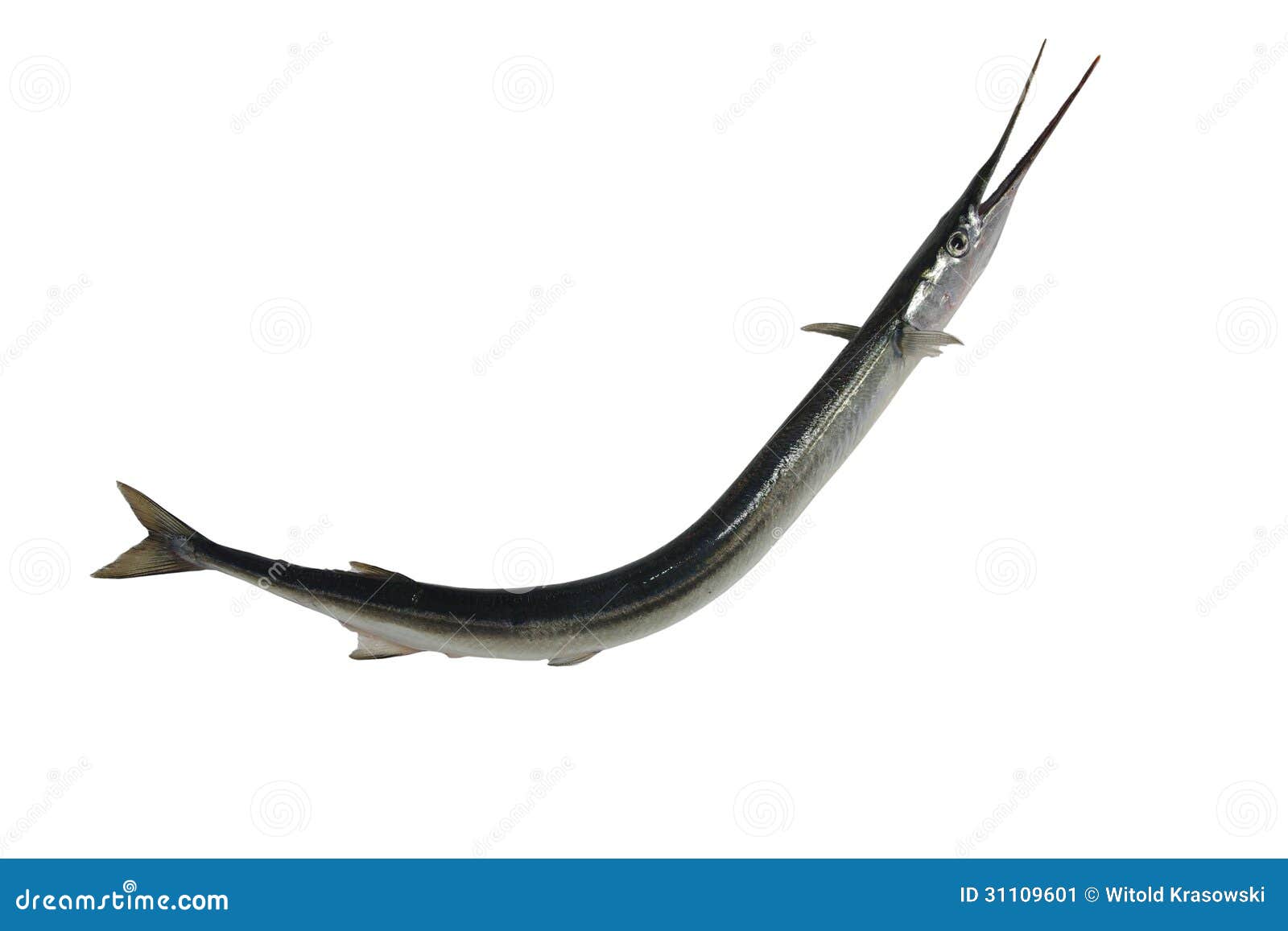 Longue orphie image stock. Image du frais, studio, faune - 31109601