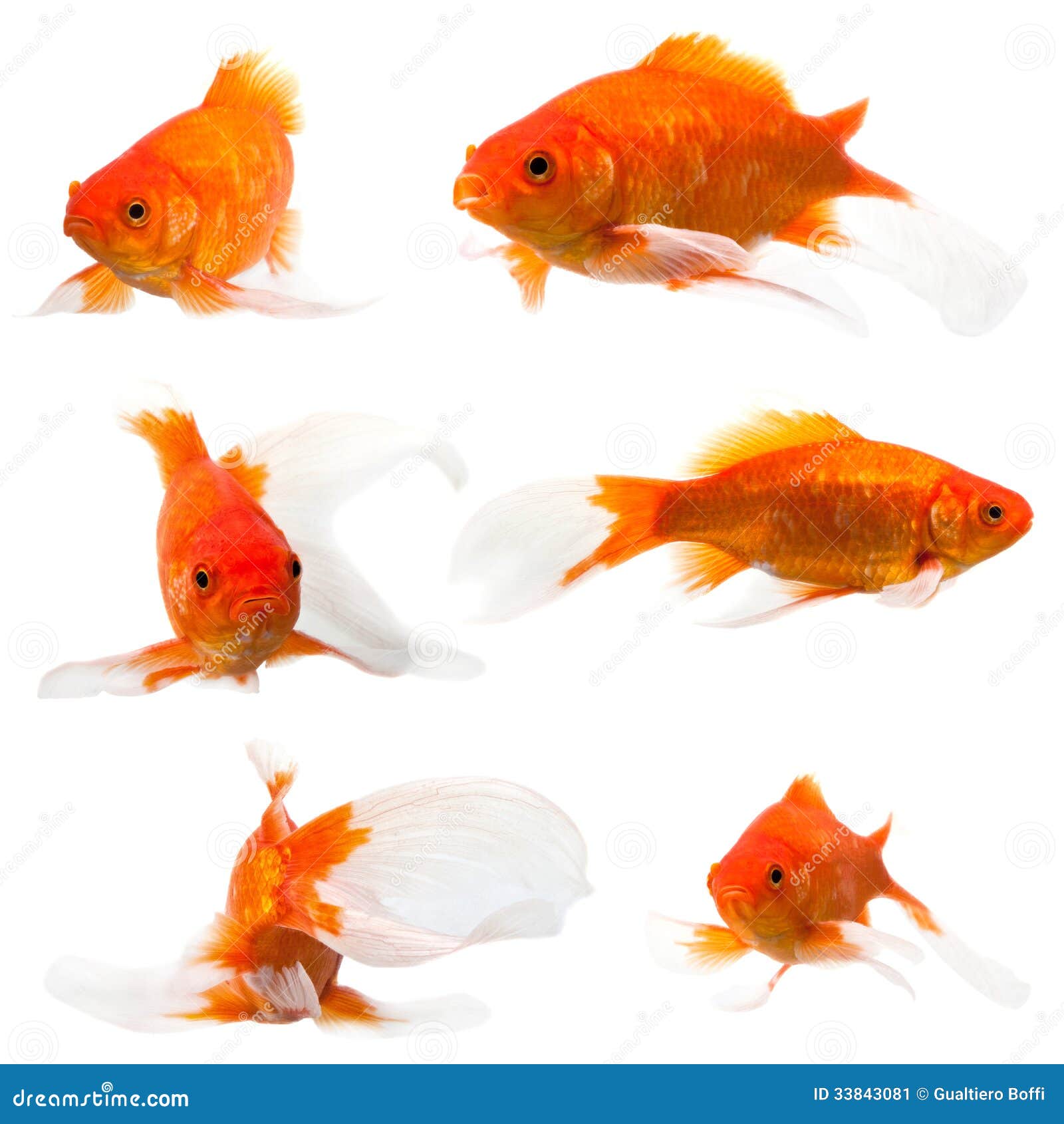 Longue Queue De Poisson Rouge Image stock - Image du poissons, blanc ...