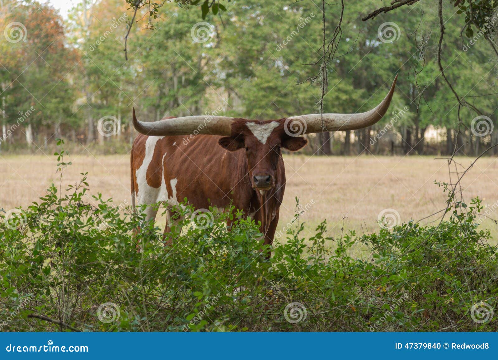 Longue Vache à Cornes Exotique Photo stock - Image du affermage ...
