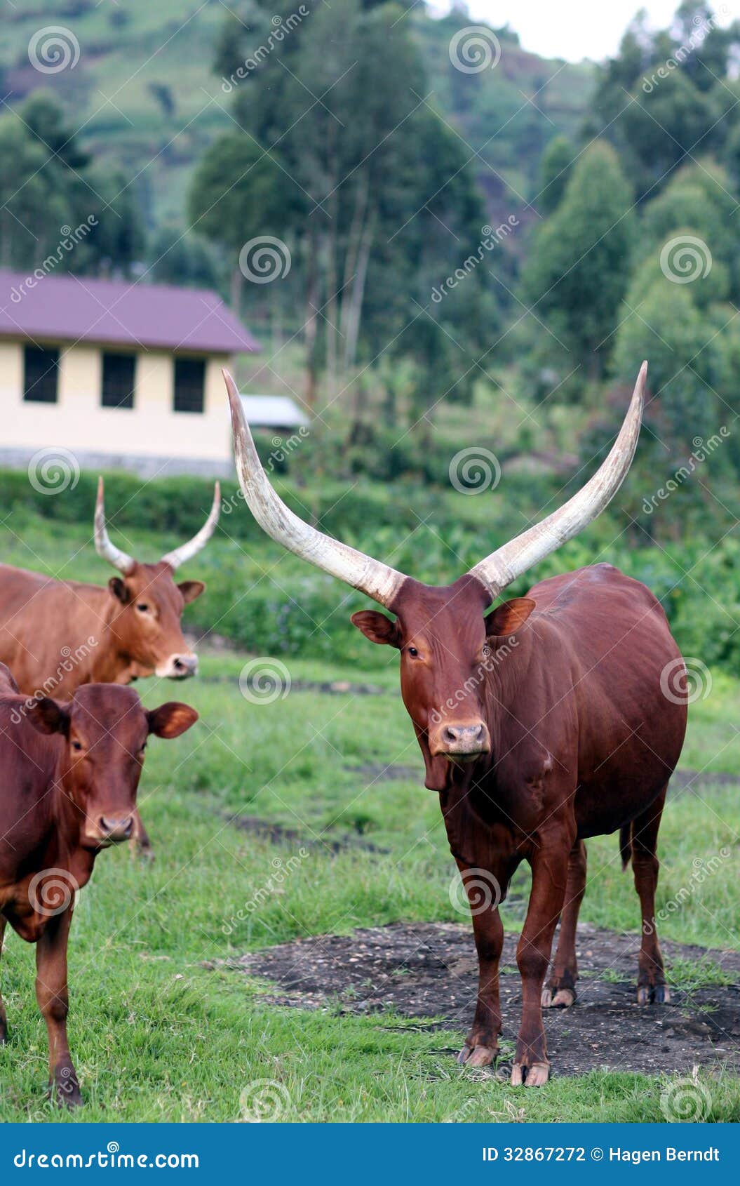 Longues Vaches à Cornes Du Masisi Photo stock - Image du ferme, afrique ...