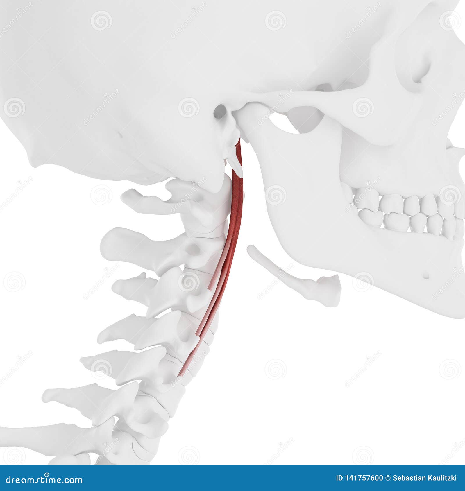 The Longus Capitis stock illustration. Illustration of side - 141757600