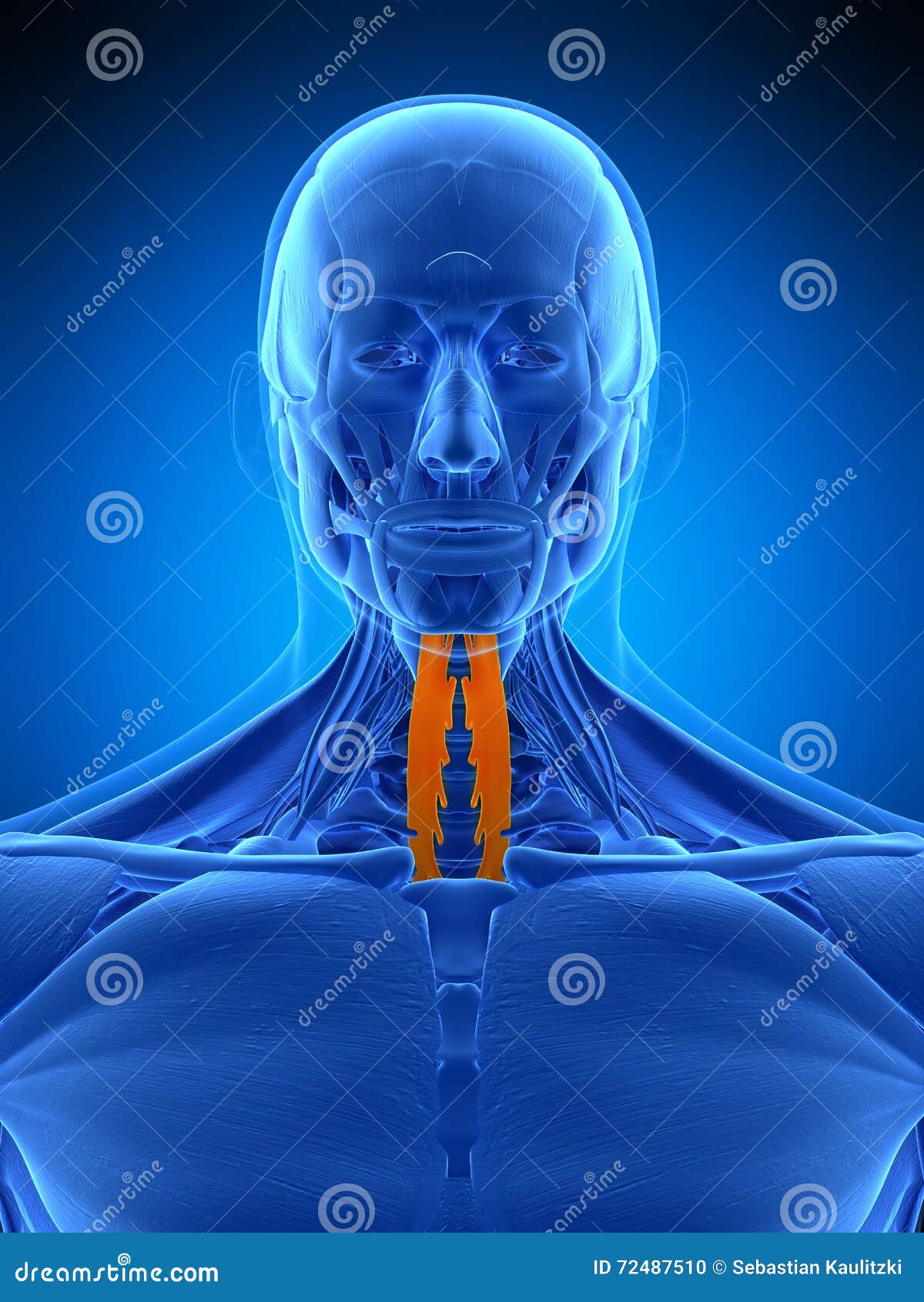 The longus colli stock illustration. Illustration of anatomical - 72487510