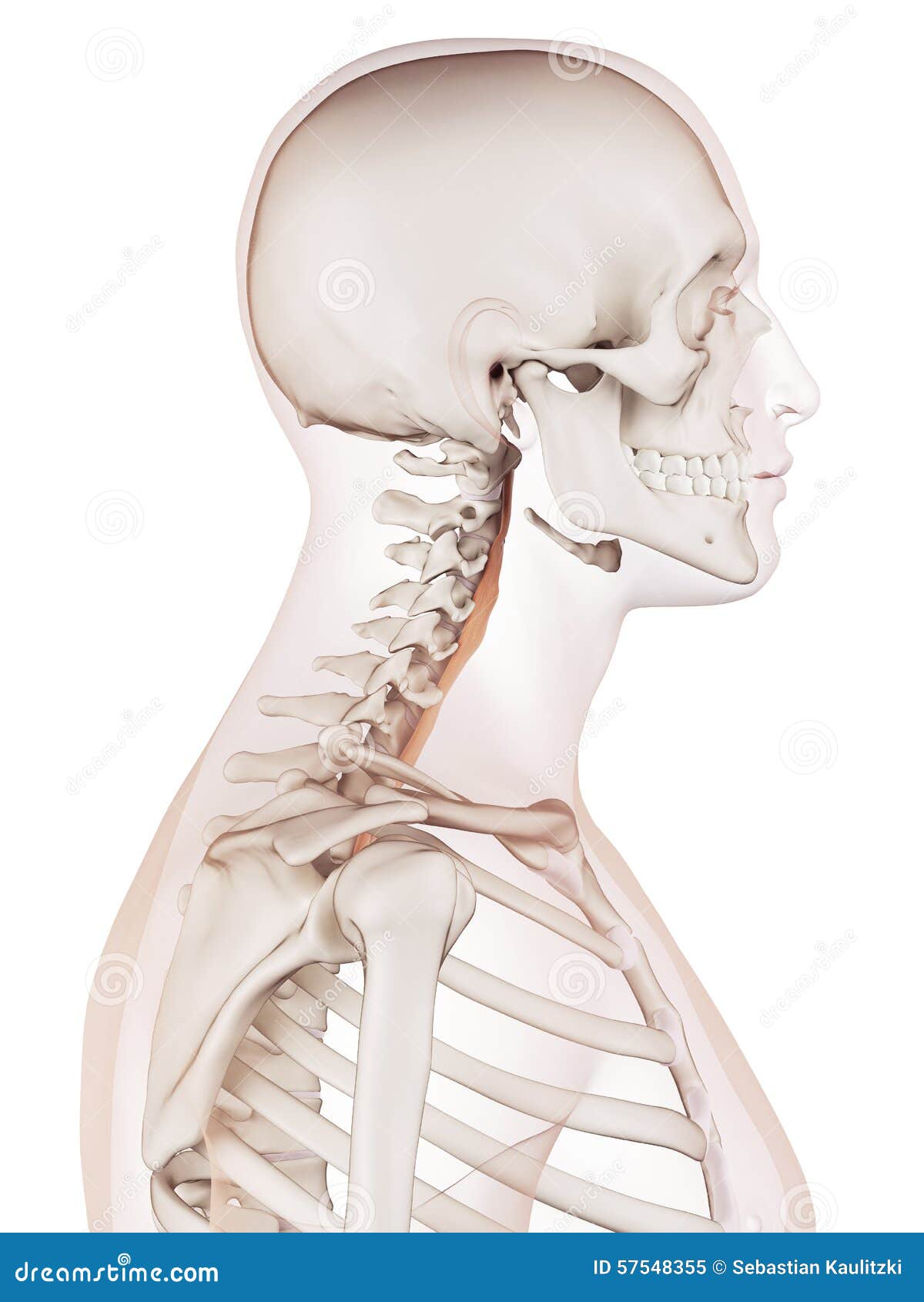 The longus colli stock illustration. Illustration of muscle - 57548355