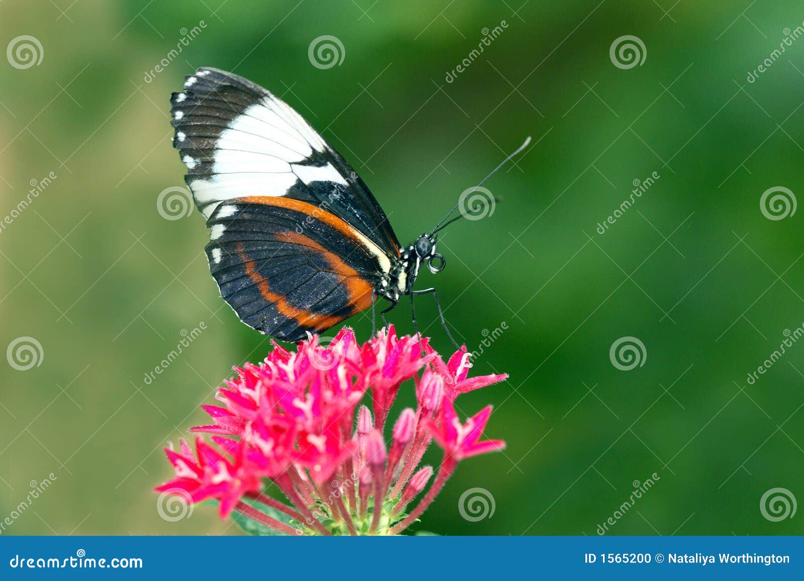 The Longwing Butterfly stock photo. Image of tropics, butterflies - 1565200