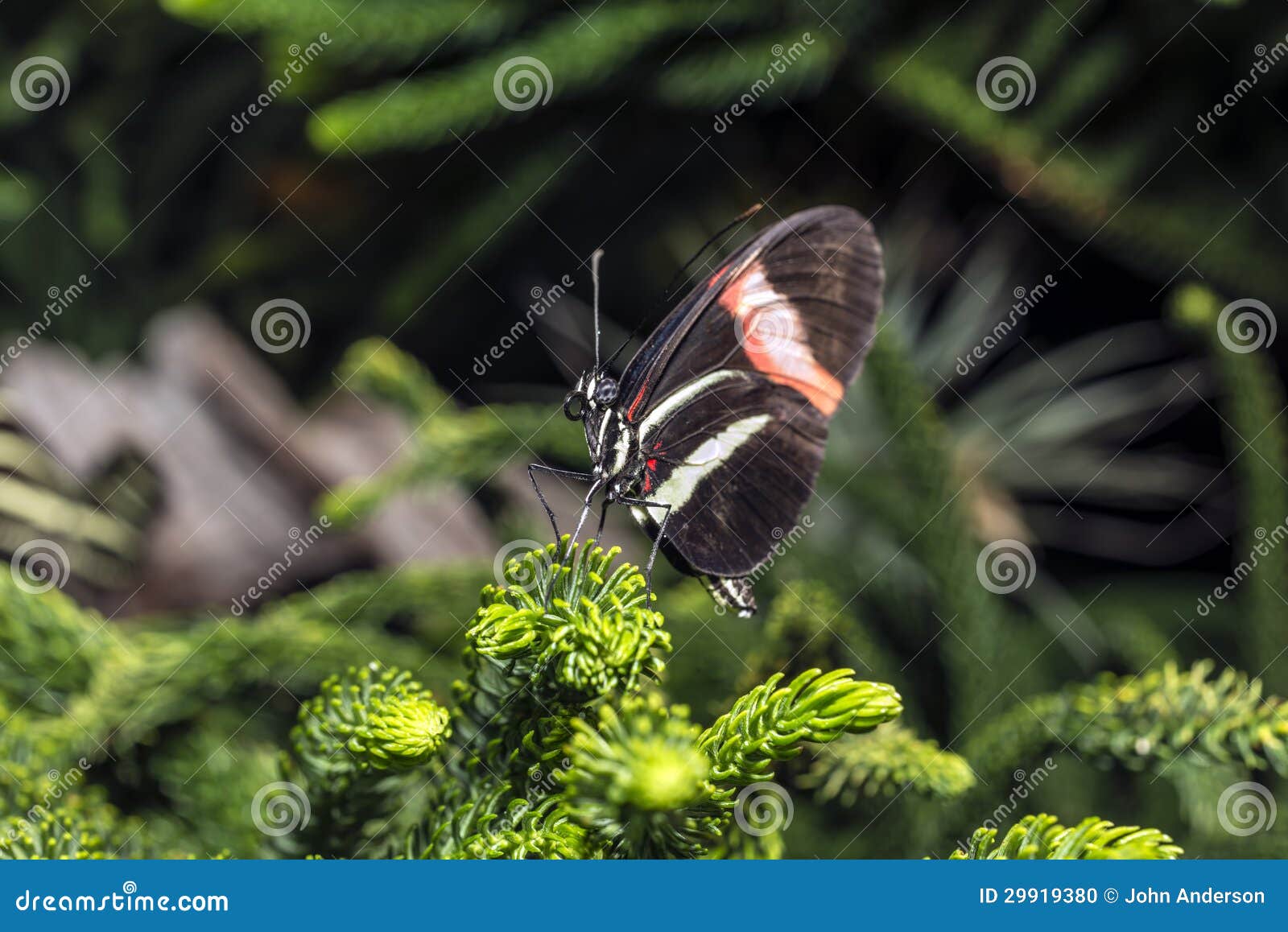 Longwing Butterfly stock photo. Image of brushfooted - 29919380