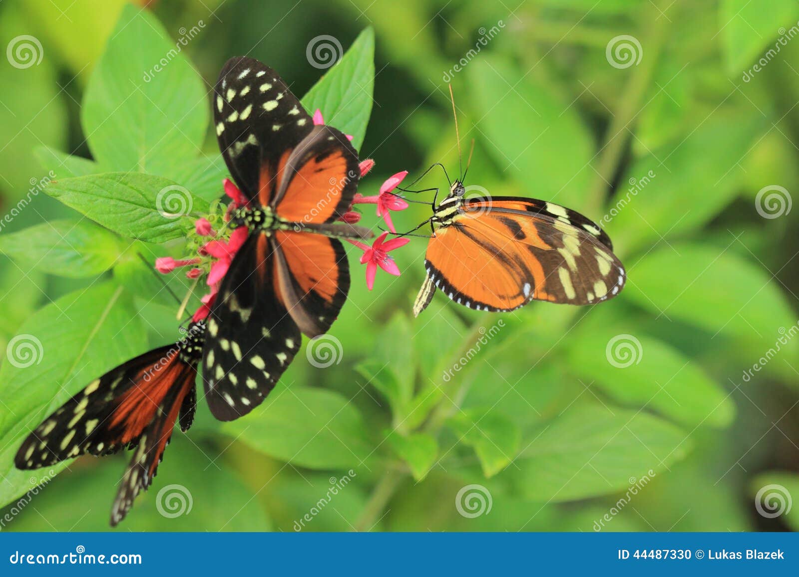 Longwings butterflies stock photo. Image of animal, plant - 44487330