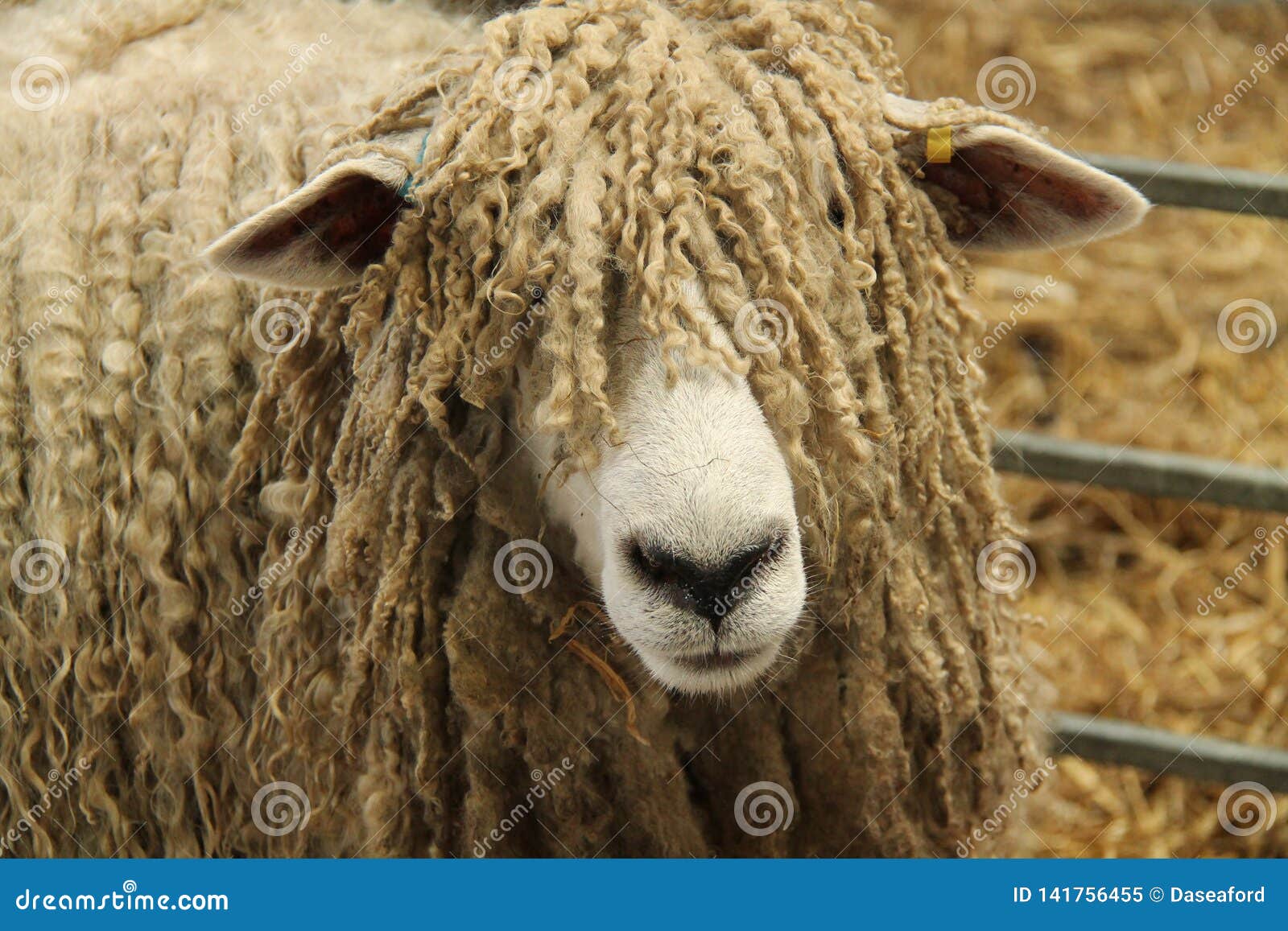 Lincoln Longwool Sheep Stock Photos - Free & Royalty-Free Stock Photos ...