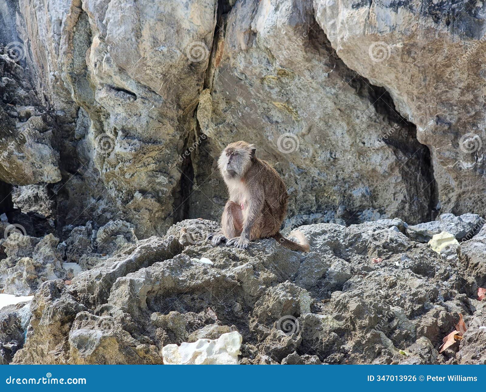 Lonk Tail Macaque Sitting Under Cliff Stock Photo - Image of branch ...