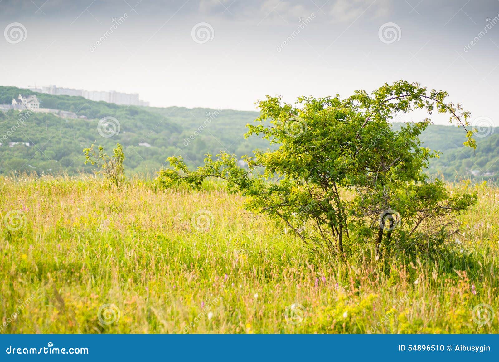 Lonley Bush in the Meadow stock photo. Image of growth - 54896510
