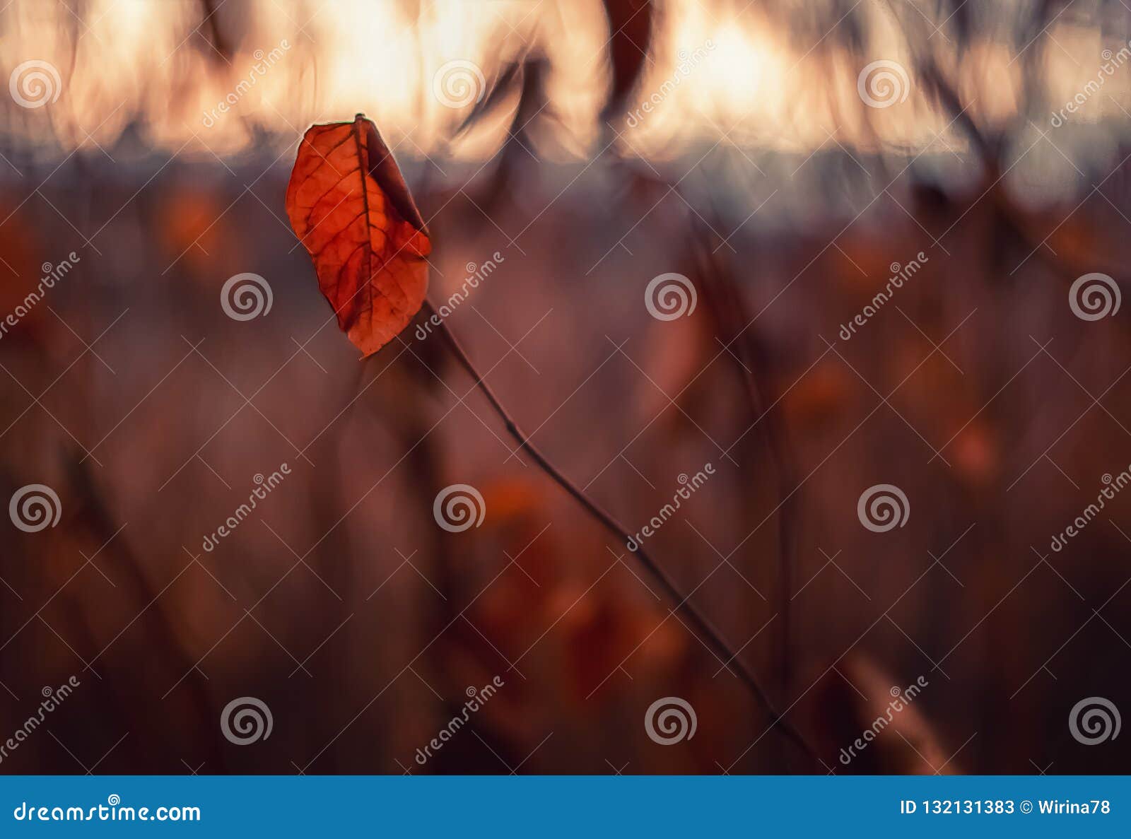 Lonely Leaf Glows in Autumn Evening Stock Image - Image of lonely ...