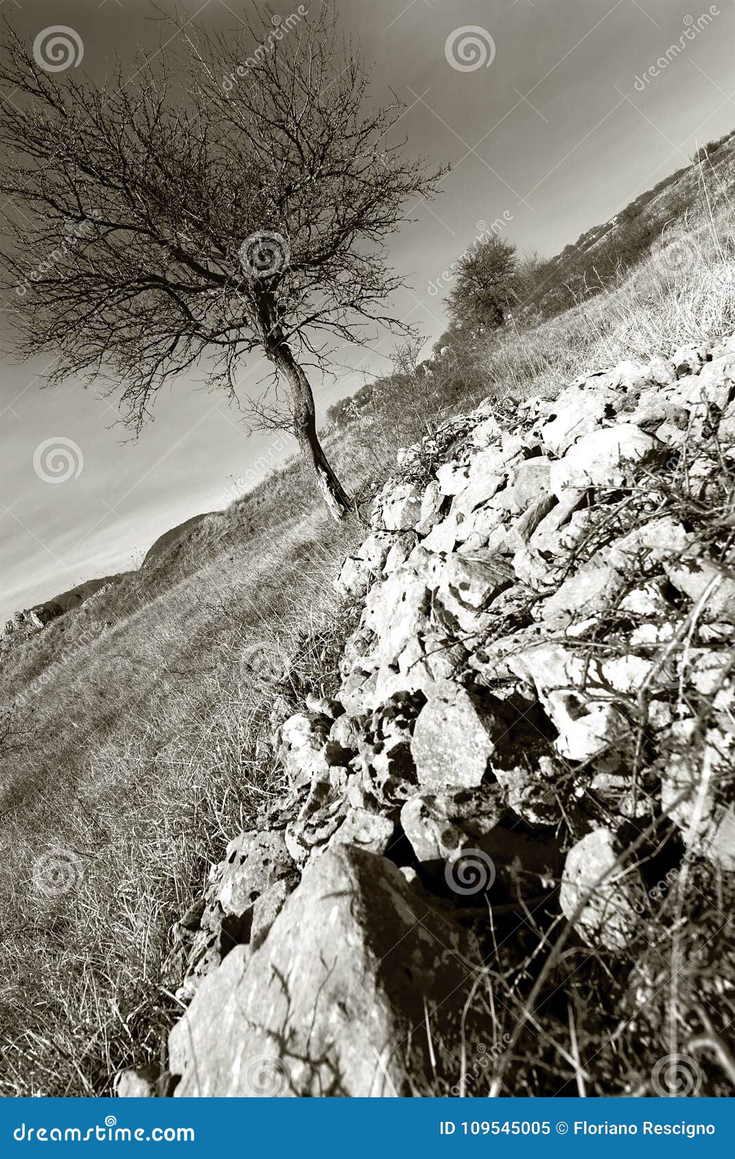 Lonley Tree in Mountain Fallow Wheat Field Stock Image - Image of ...