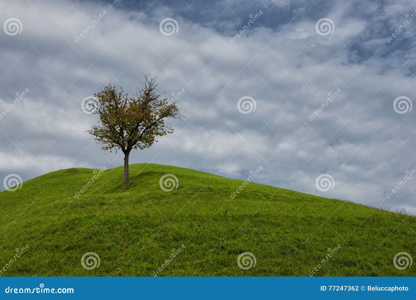 LONLEY TREE stock photo. Image of hill, grass, autumn - 77247362