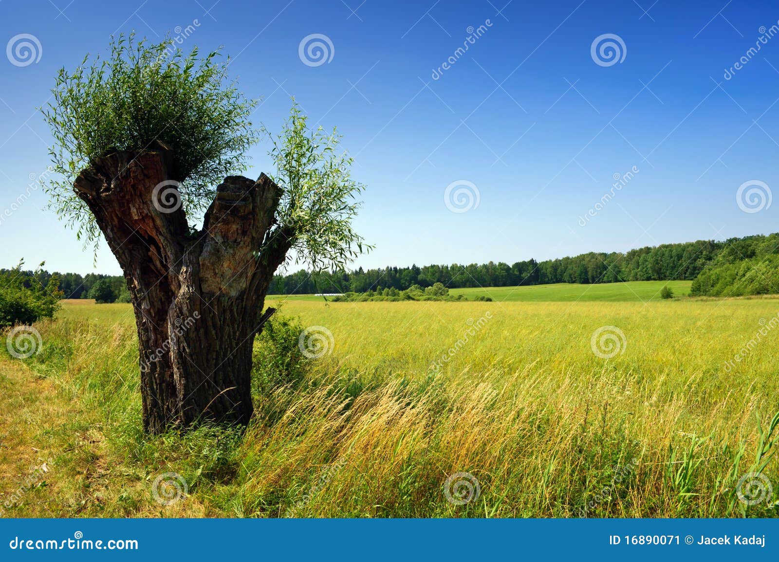 Lonley Willow in Summer Time Landscape Stock Image - Image of ...