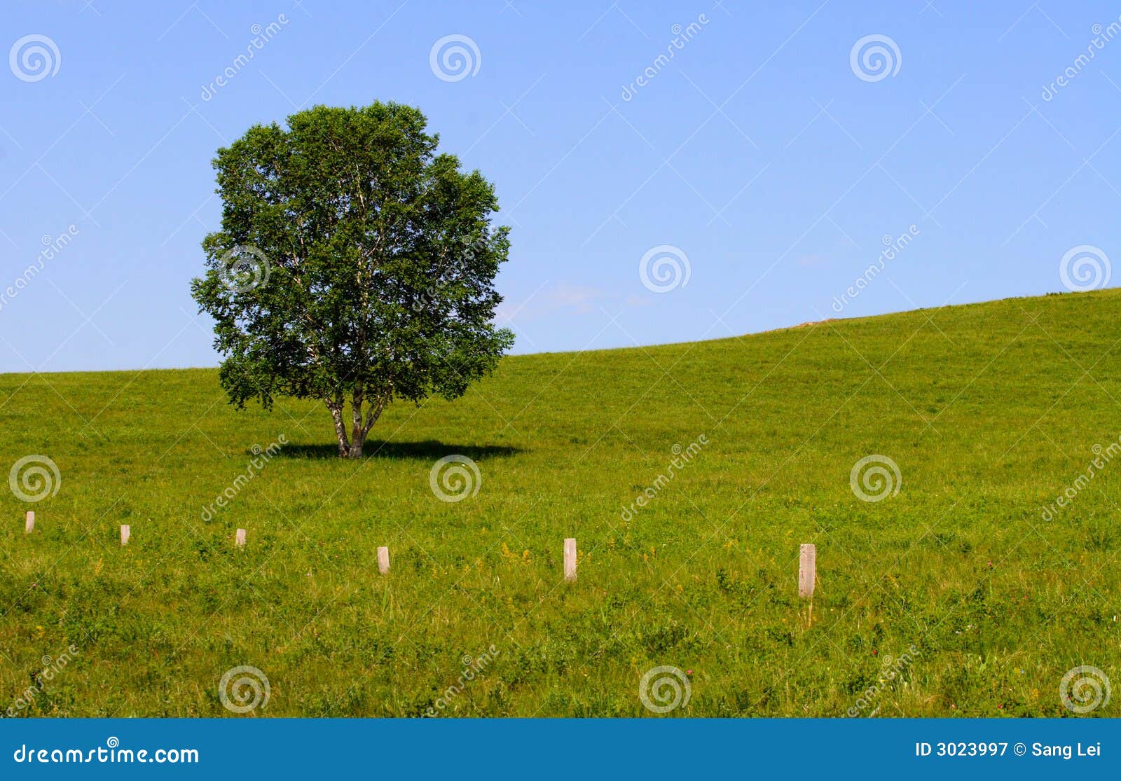 Lonly tree on prairie stock image. Image of plant, nature - 3023997