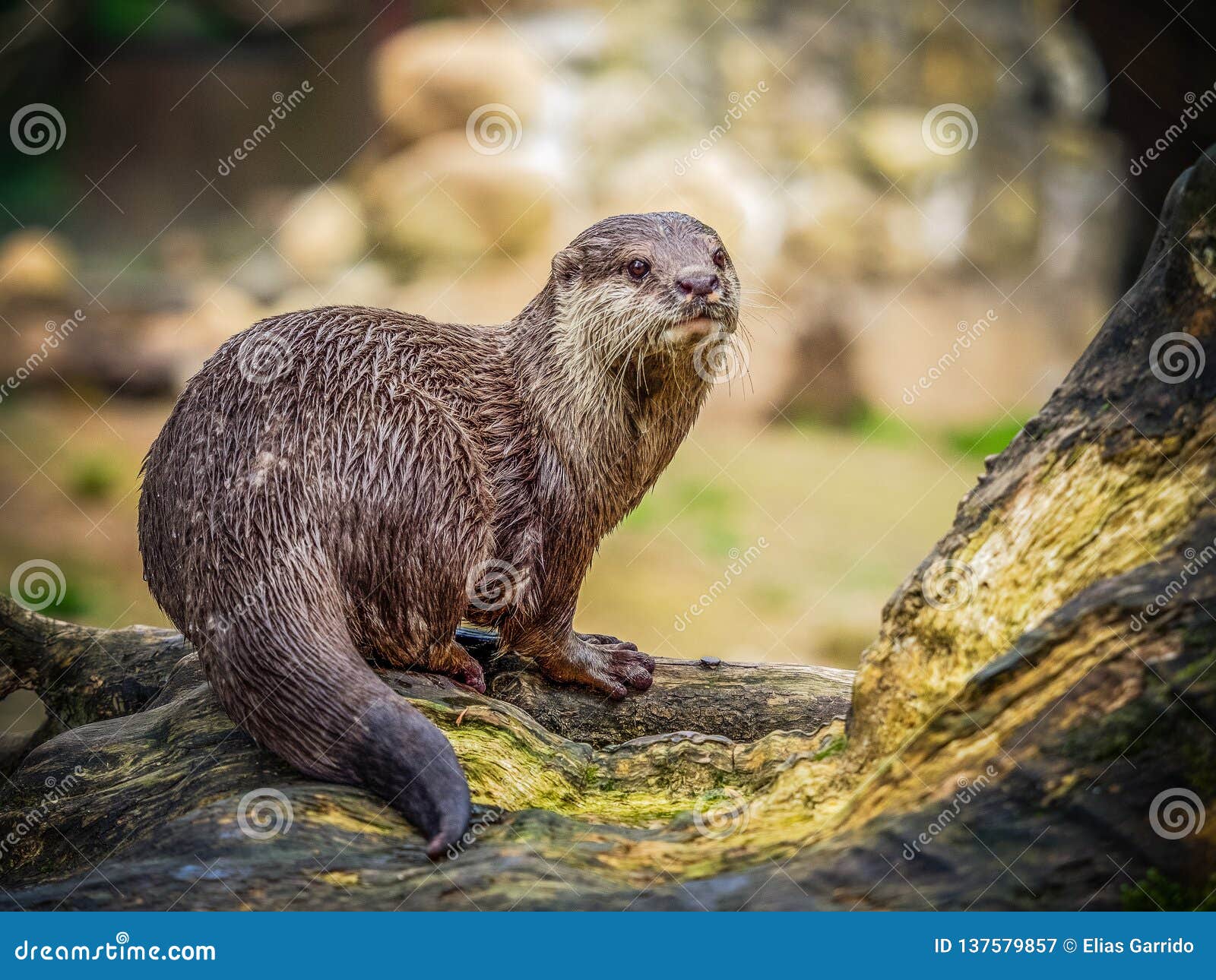 Lontra imagem de stock. Imagem de freshwater, exterior - 137579857