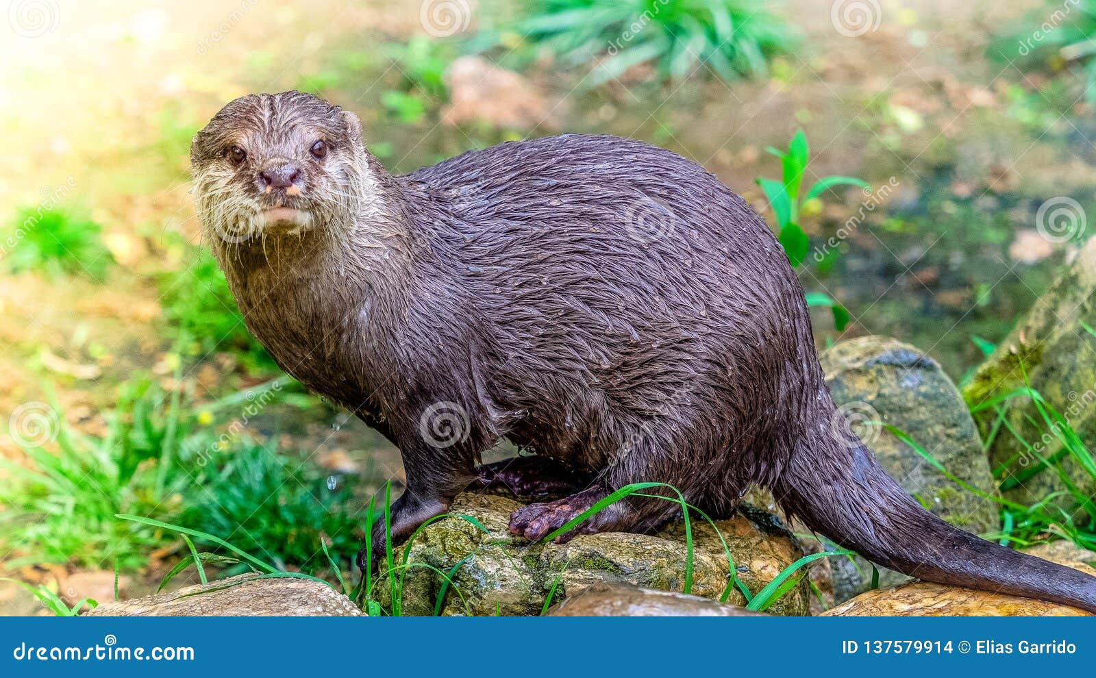 Lontra fotografia stock. Immagine di esterno, branca - 137579914