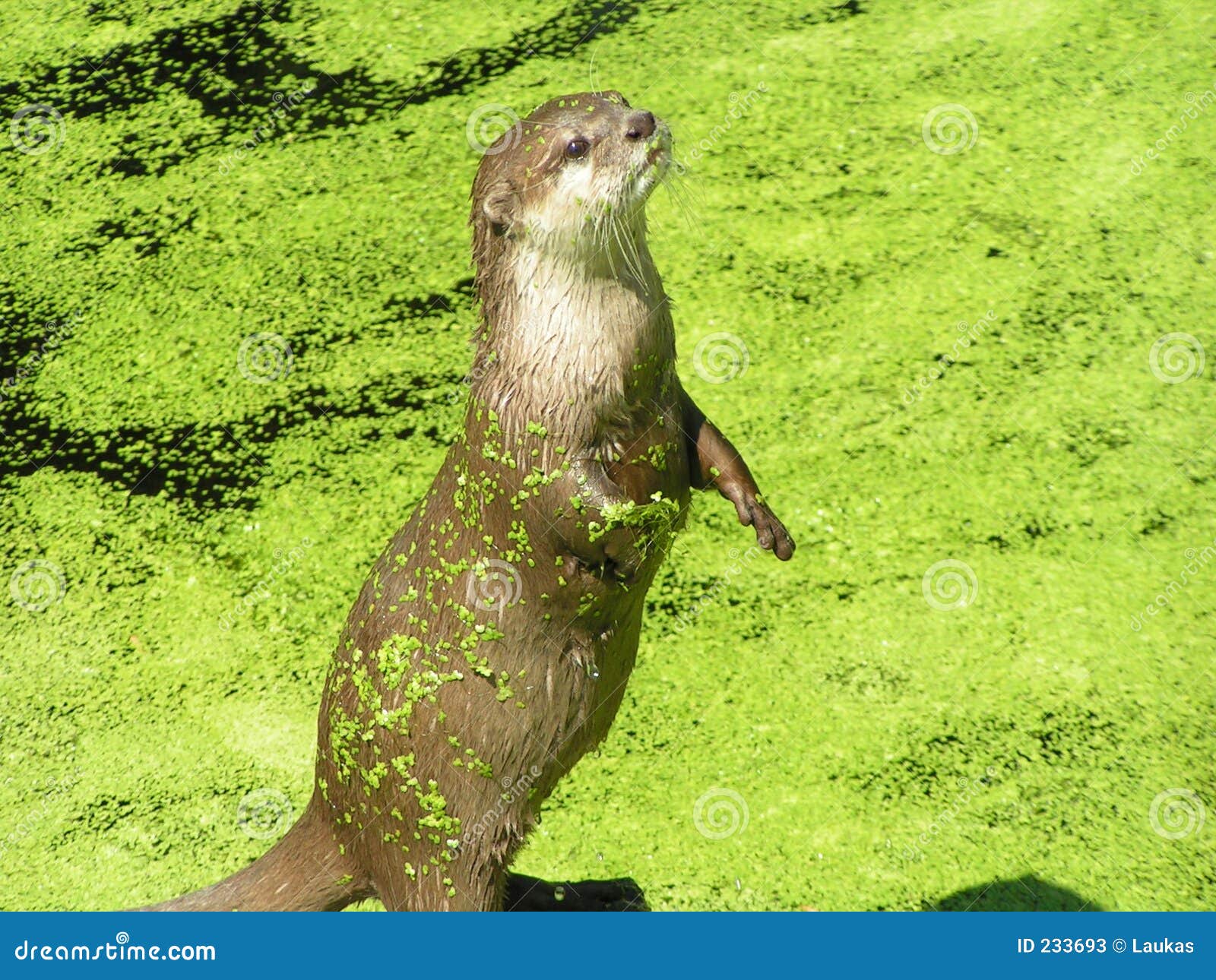 Lontra imagem de stock. Imagem de wildlife, marrom, implorar - 233693