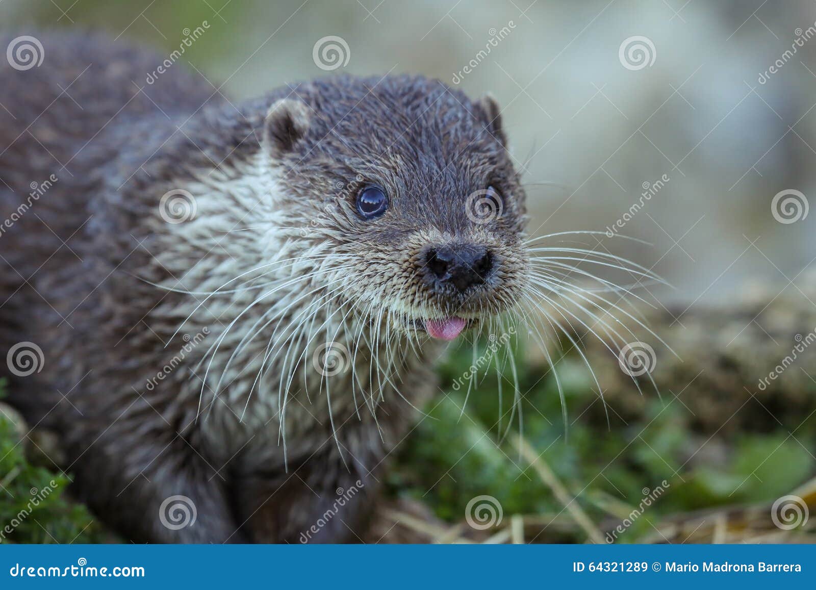 Lontra imagem de stock. Imagem de amor, retrato, encanto - 64321289