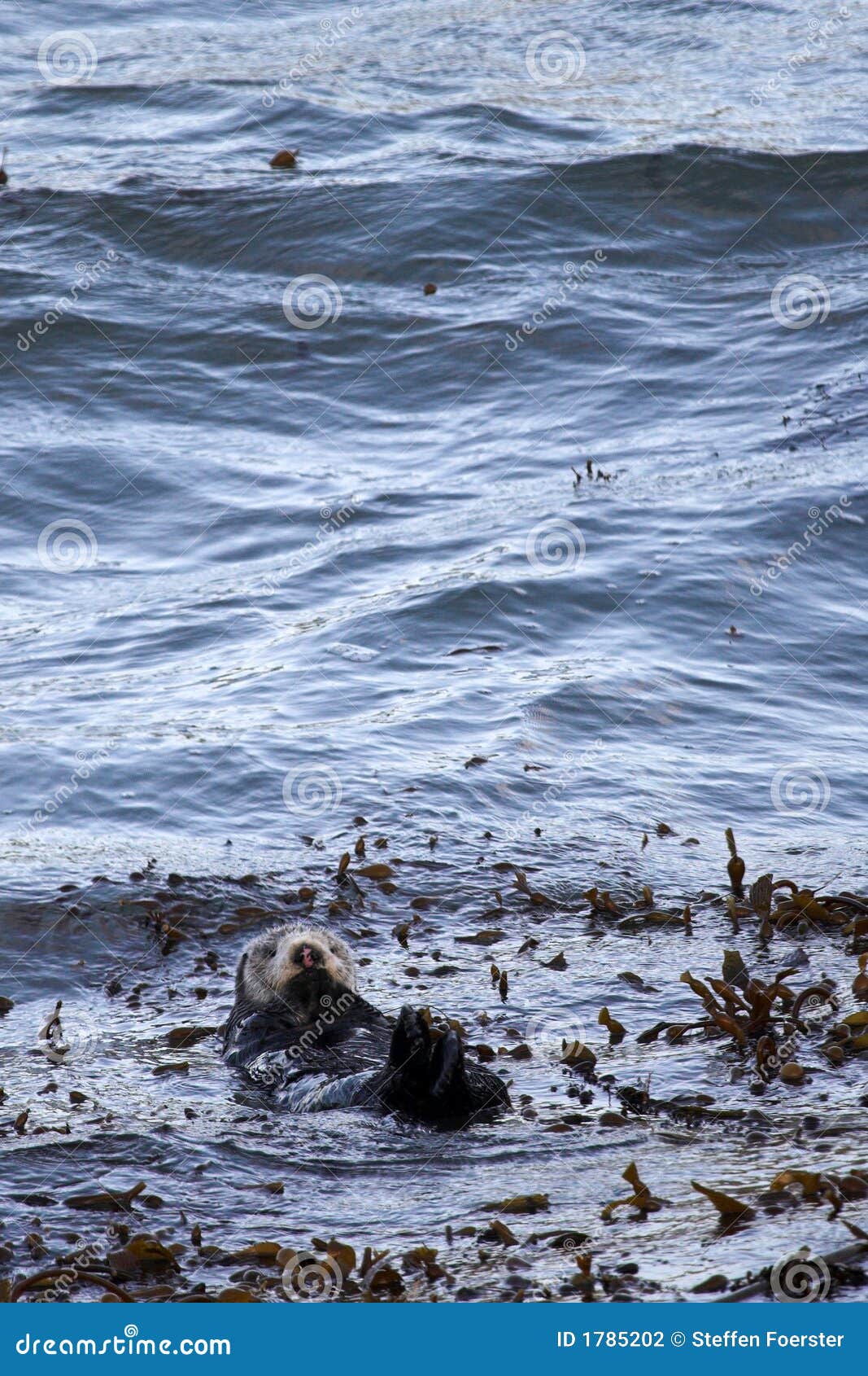 Lontra de mar foto de stock. Imagem de oceano, alga, wildlife - 1785202