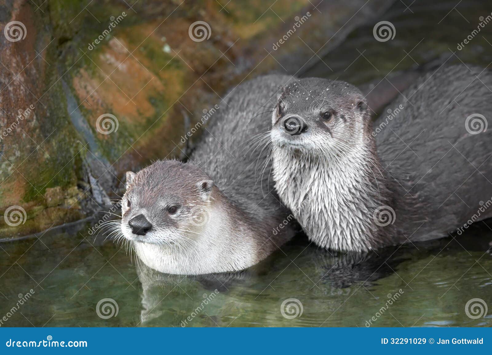 Lontra de rio imagem de stock. Imagem de lontra, animal - 32291029