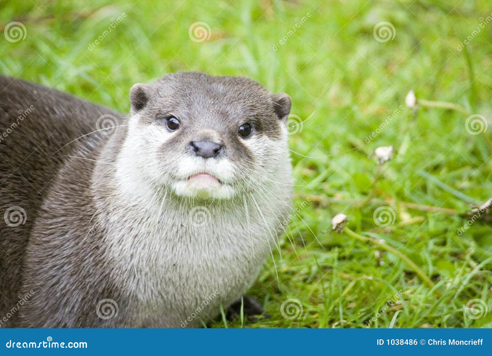 Lontra européia foto de stock. Imagem de animal, lontra - 1038486