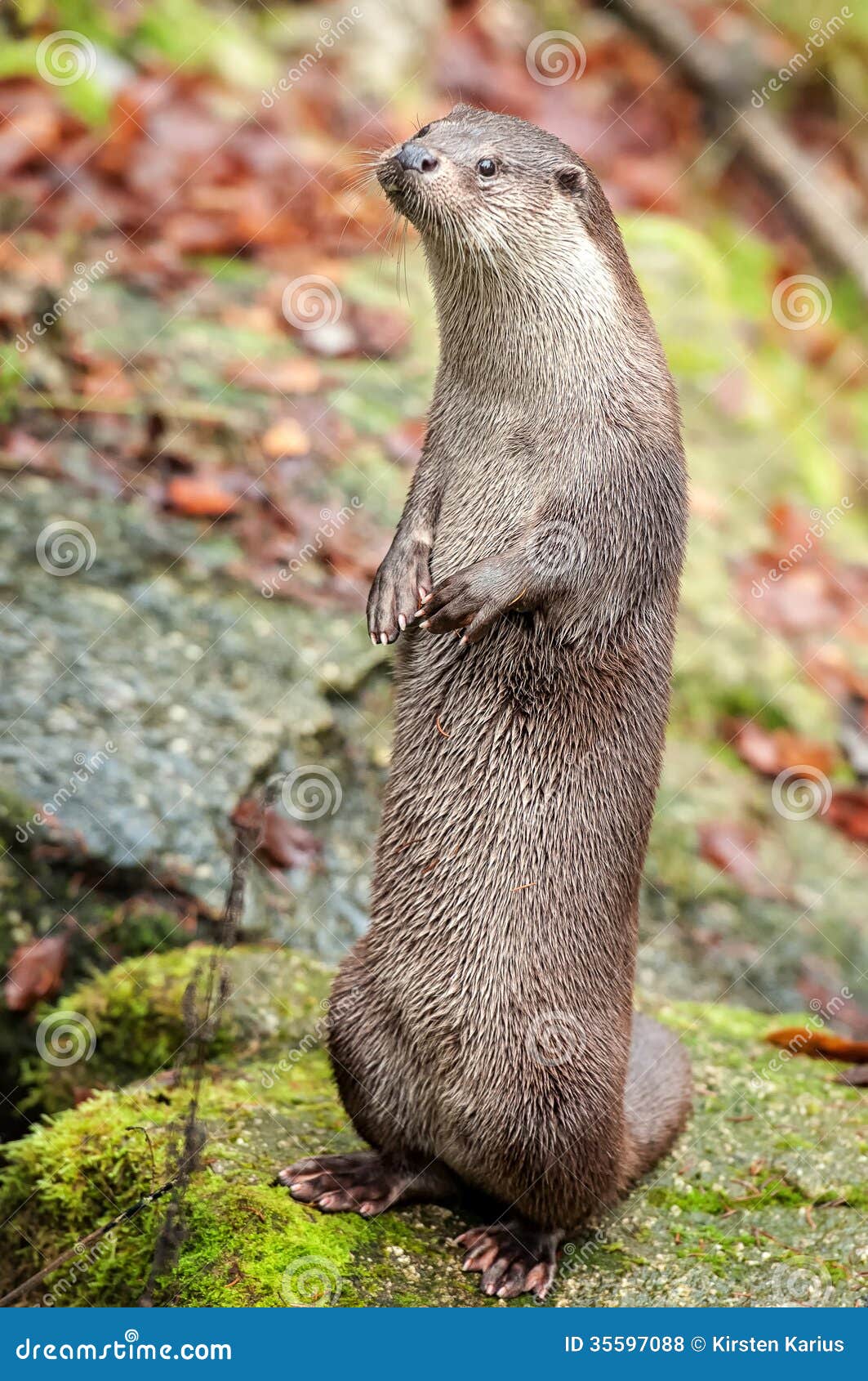 Lontra europeia foto de stock. Imagem de fresco, animal - 35597088