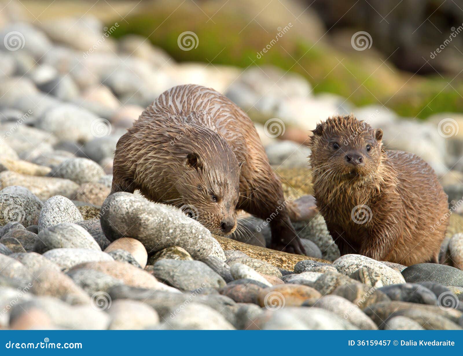 Lontra Europeia (lutra Do Lutra) Imagem de Stock - Imagem de pantanal ...