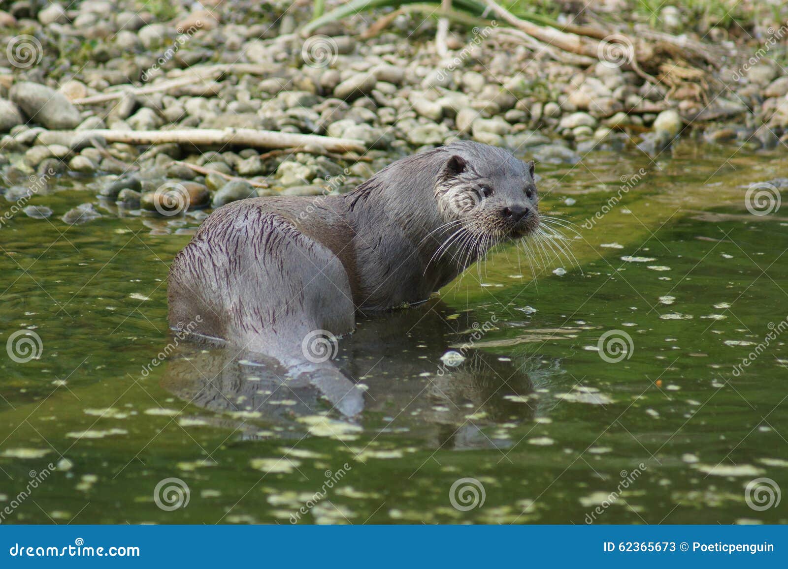 Lontra Europeia - Lutra Do Lutra Imagem de Stock - Imagem de nave ...