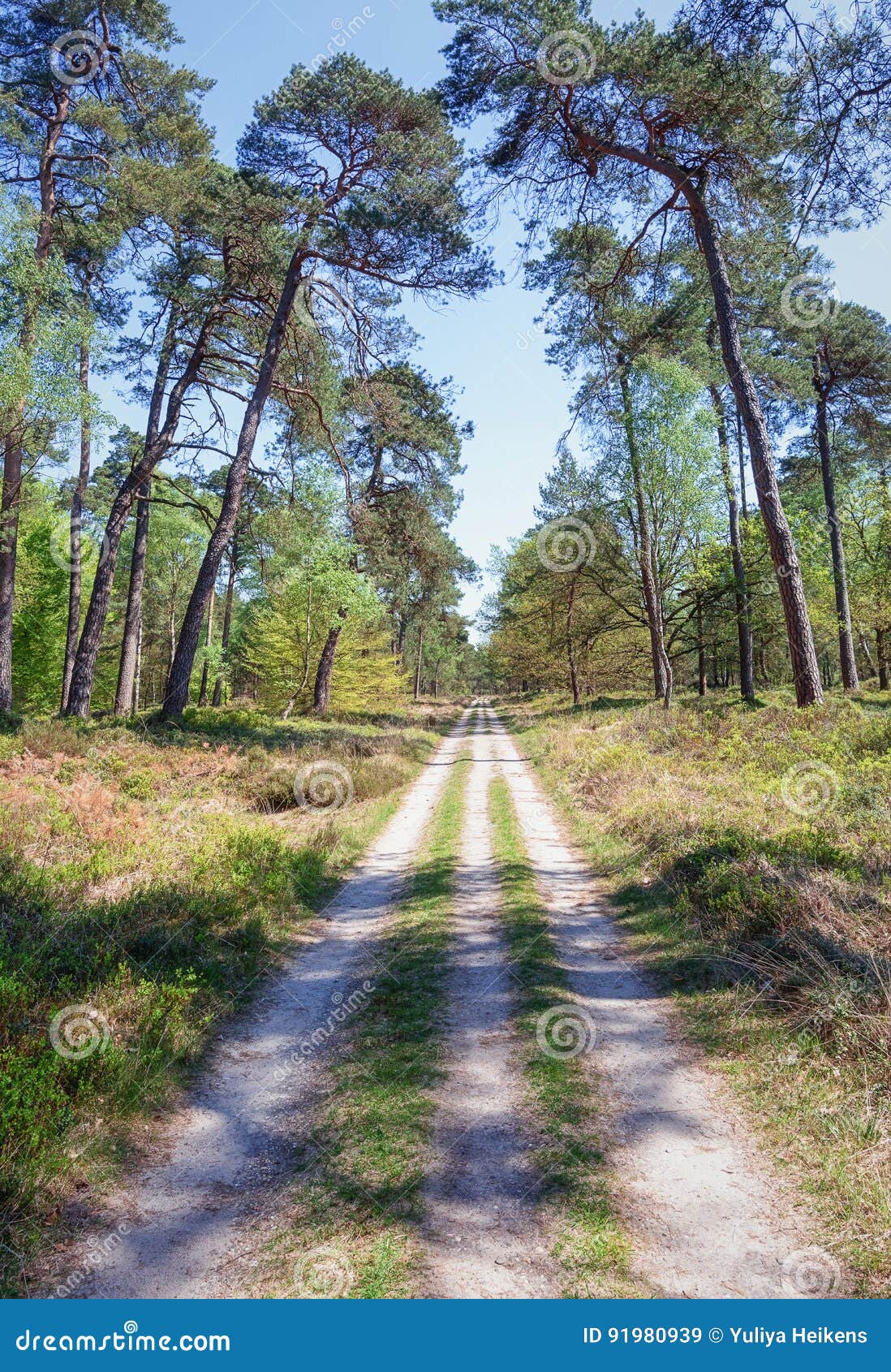 The Loo Park Located in Apeldoorn Stock Image - Image of forrest, crown ...