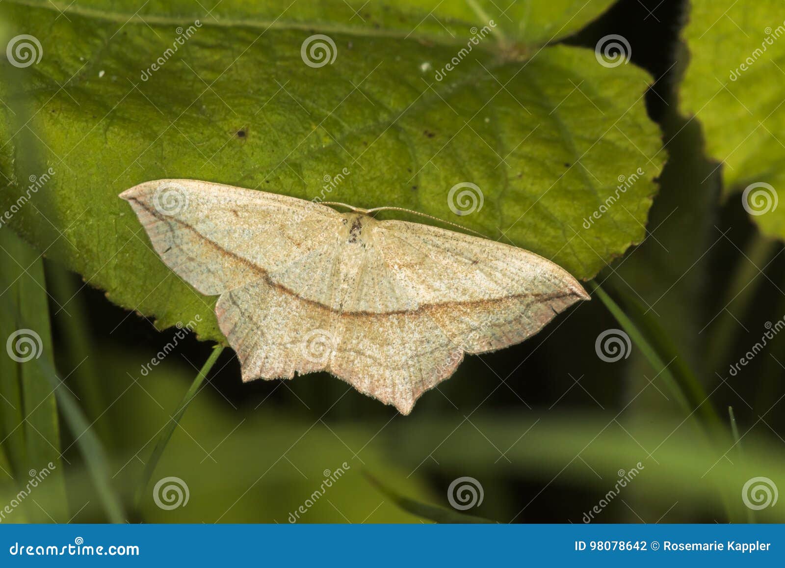 Lood Vein Moth Timandra Comae Stock Photo - Image of saarland, kreis ...