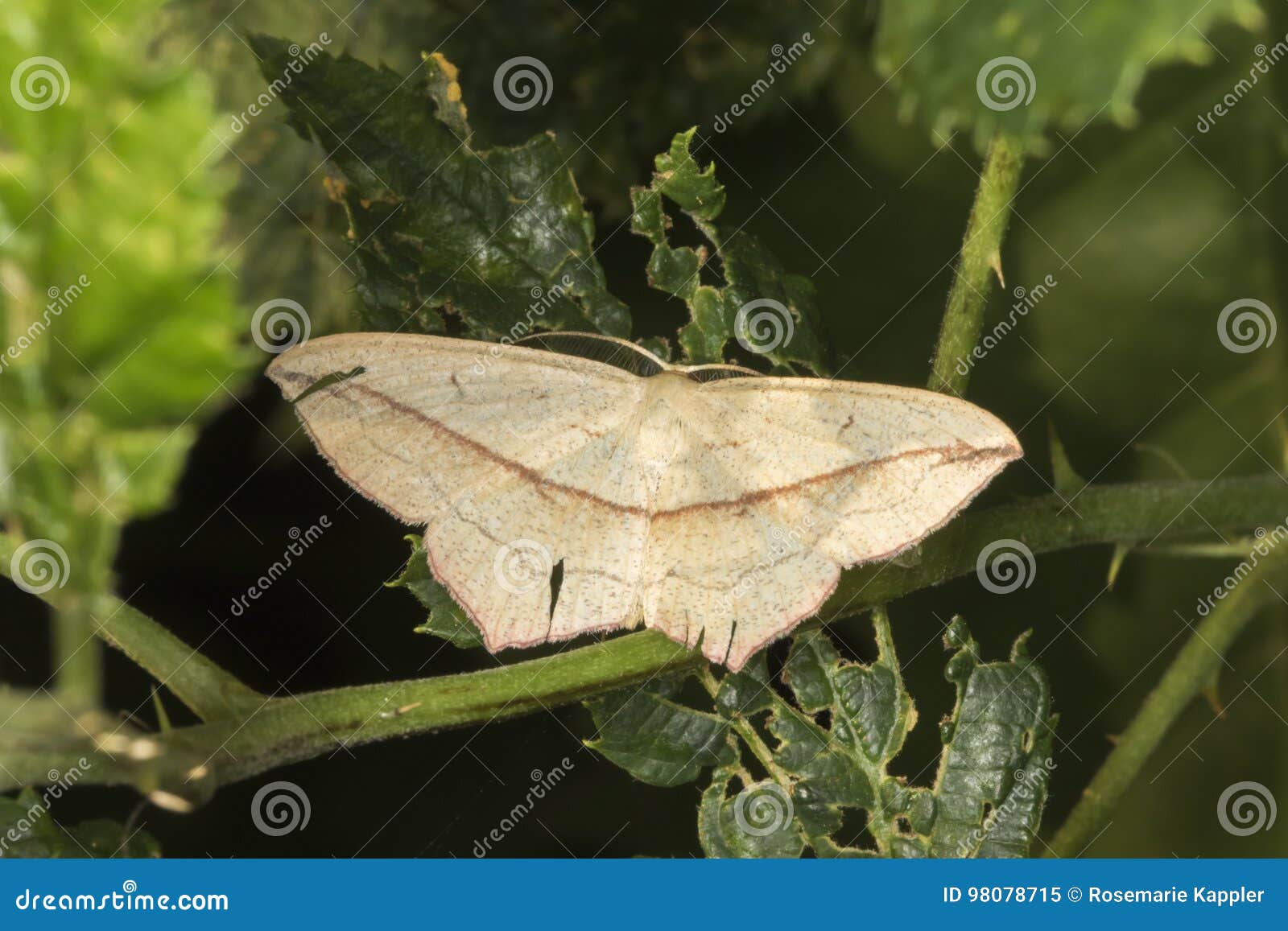 Blood-vein Moth Royalty-Free Stock Image | CartoonDealer.com #202254478