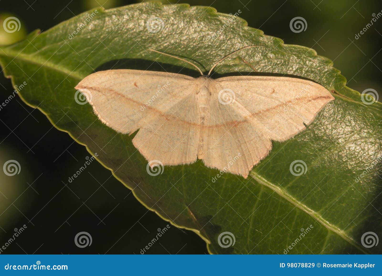 Lood Vein Moth Timandra Comae Stock Image - Image of blood, butterfly ...