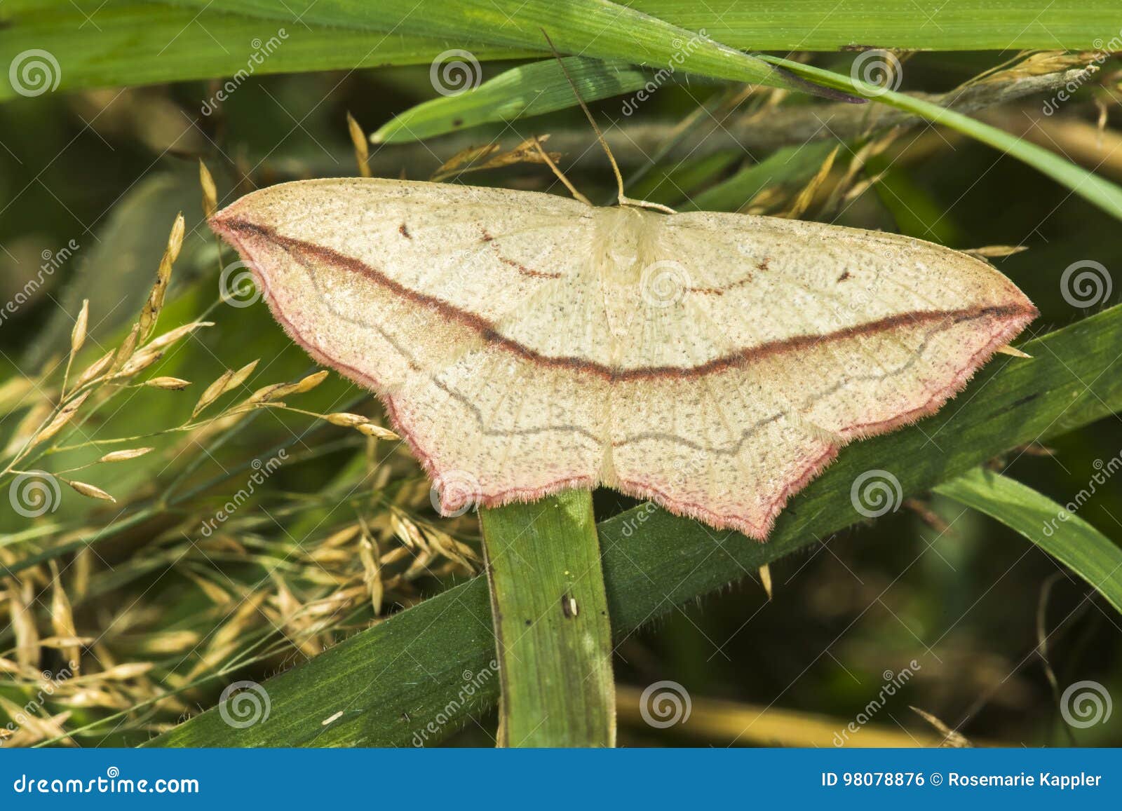 Blood-vein Moth Royalty-Free Stock Image | CartoonDealer.com #202254478