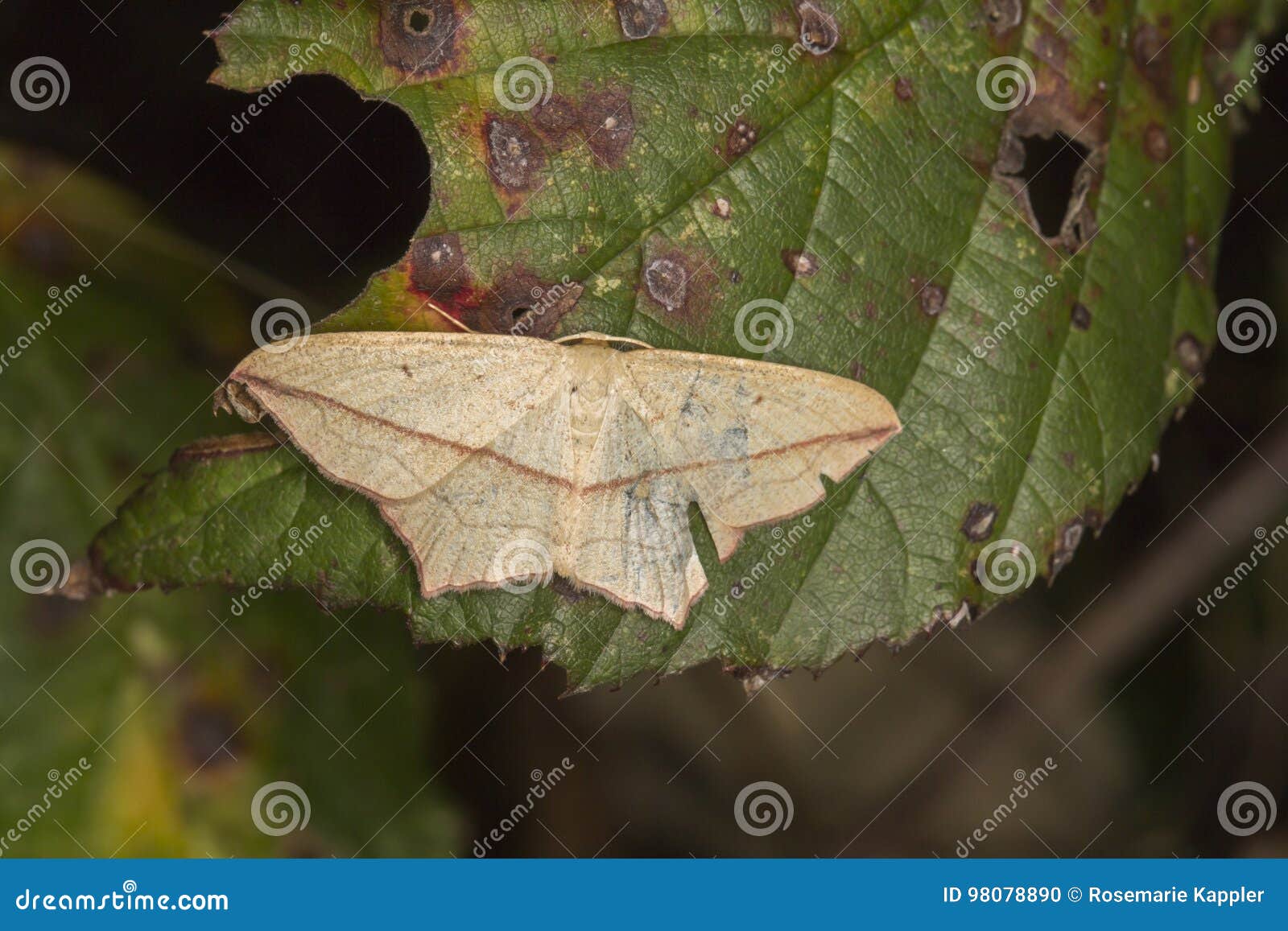 Blood-vein Moth Royalty-Free Stock Image | CartoonDealer.com #202254478