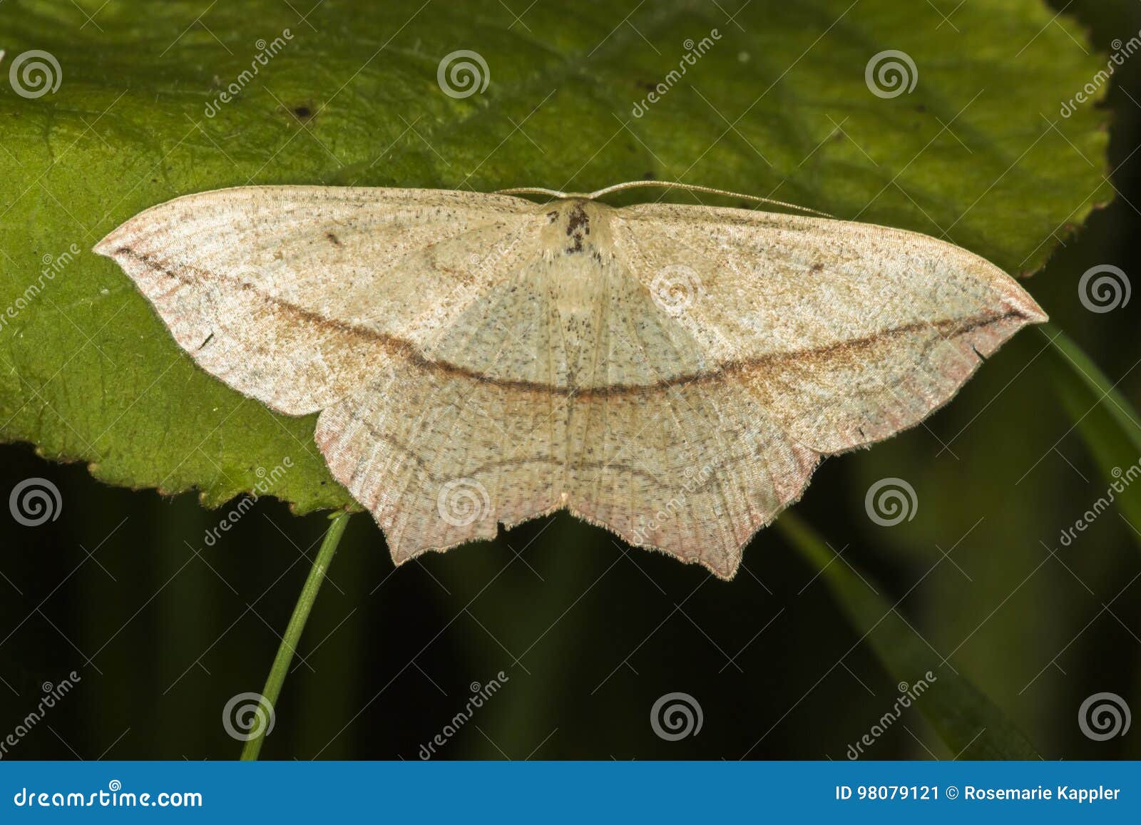 Lood Vein Moth Timandra Comae Stock Image - Image of blood, meadow ...