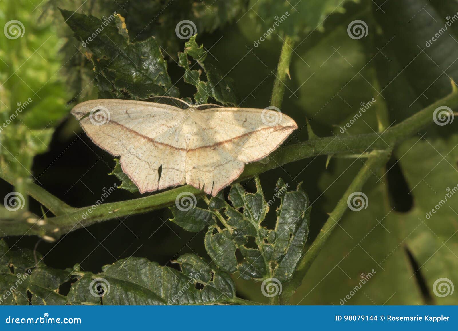 Lood Vein Moth Timandra Comae Stock Photo - Image of order, grassland ...