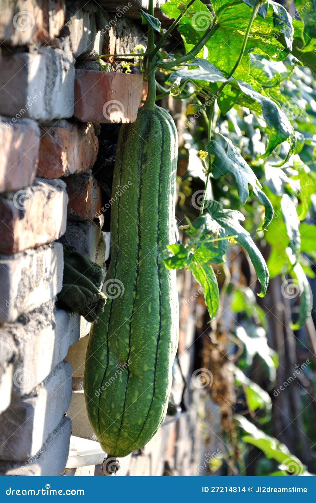 Loofah stock photo. Image of nature, hang, plant, leaf - 27214814