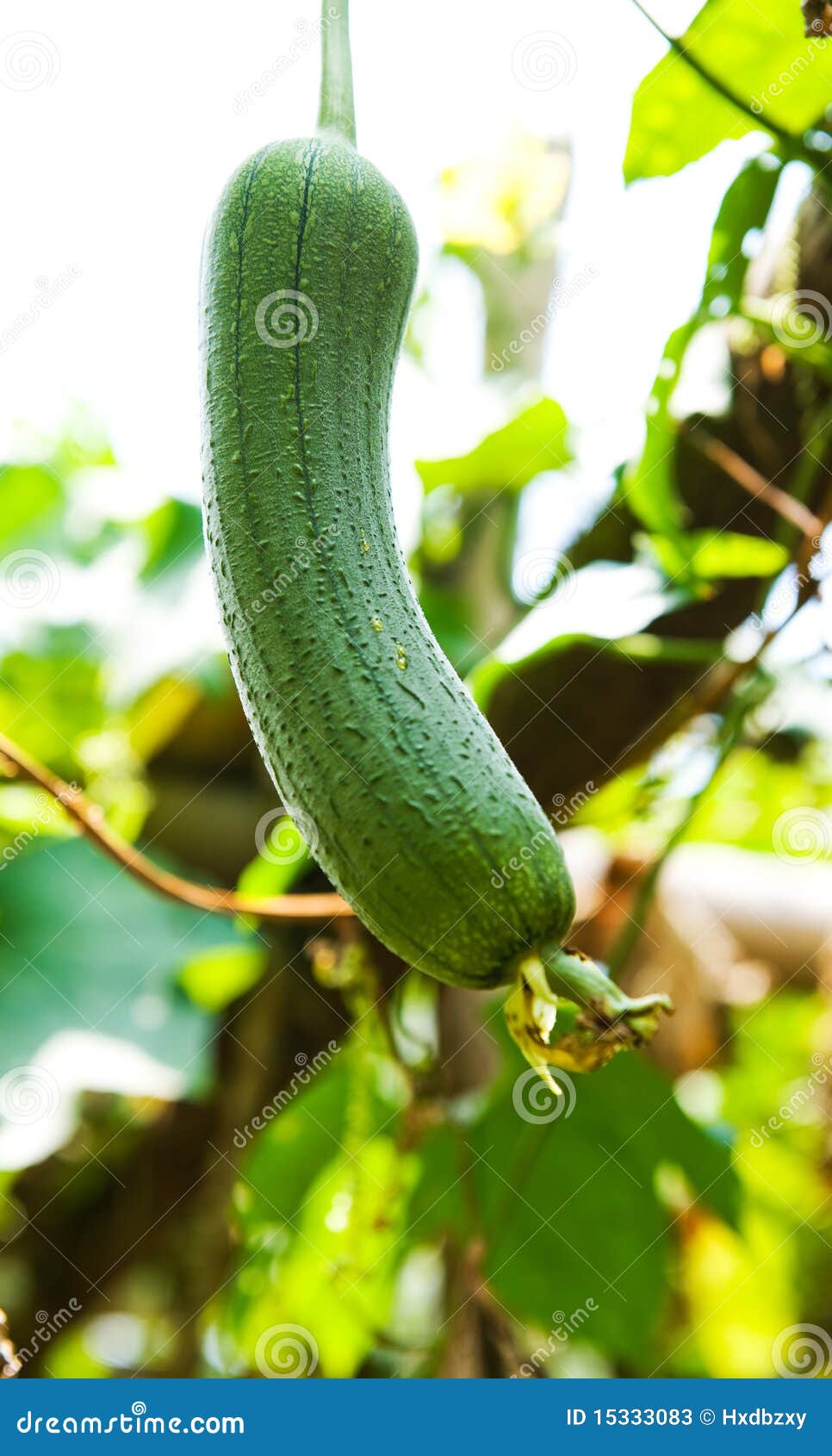 Loofah plant stock image. Image of flower, clean, foliage - 15333083