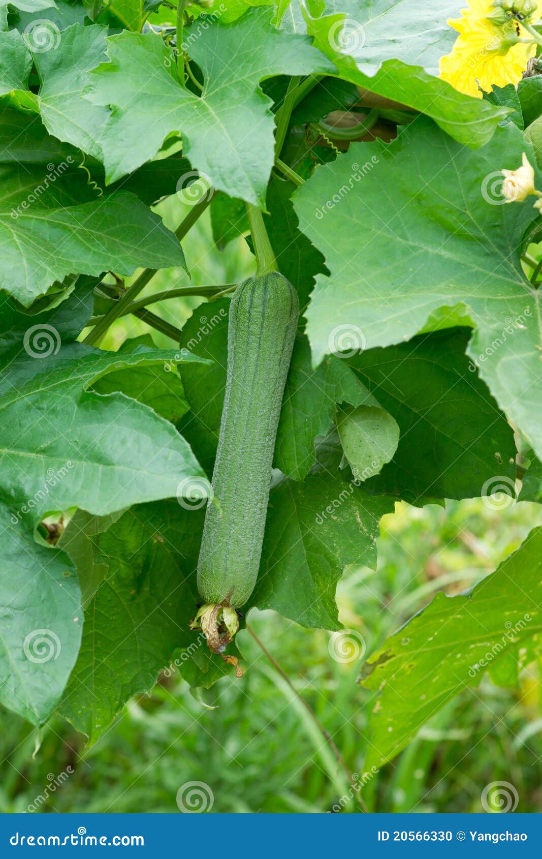 Loofah plant stock photo. Image of edible, asia, foliage - 20566330