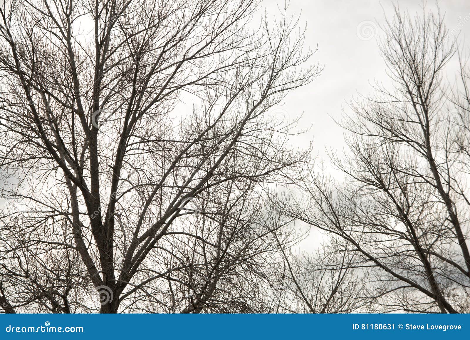 Loofbomen in de winter stock afbeelding. Image of zonlicht - 81180631