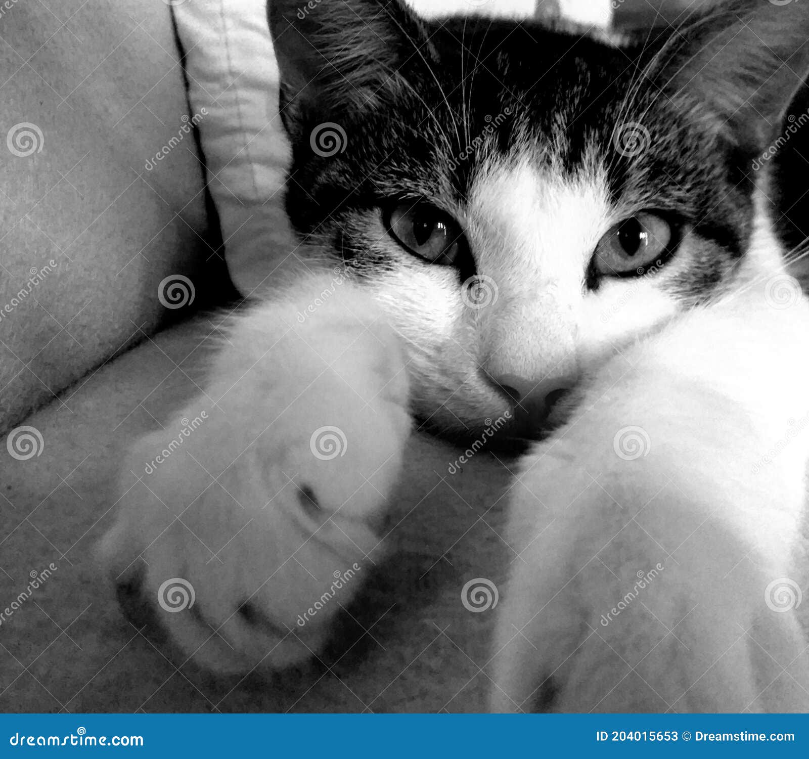 That look again!!! stock image. Image of drawing, kitten - 204015653