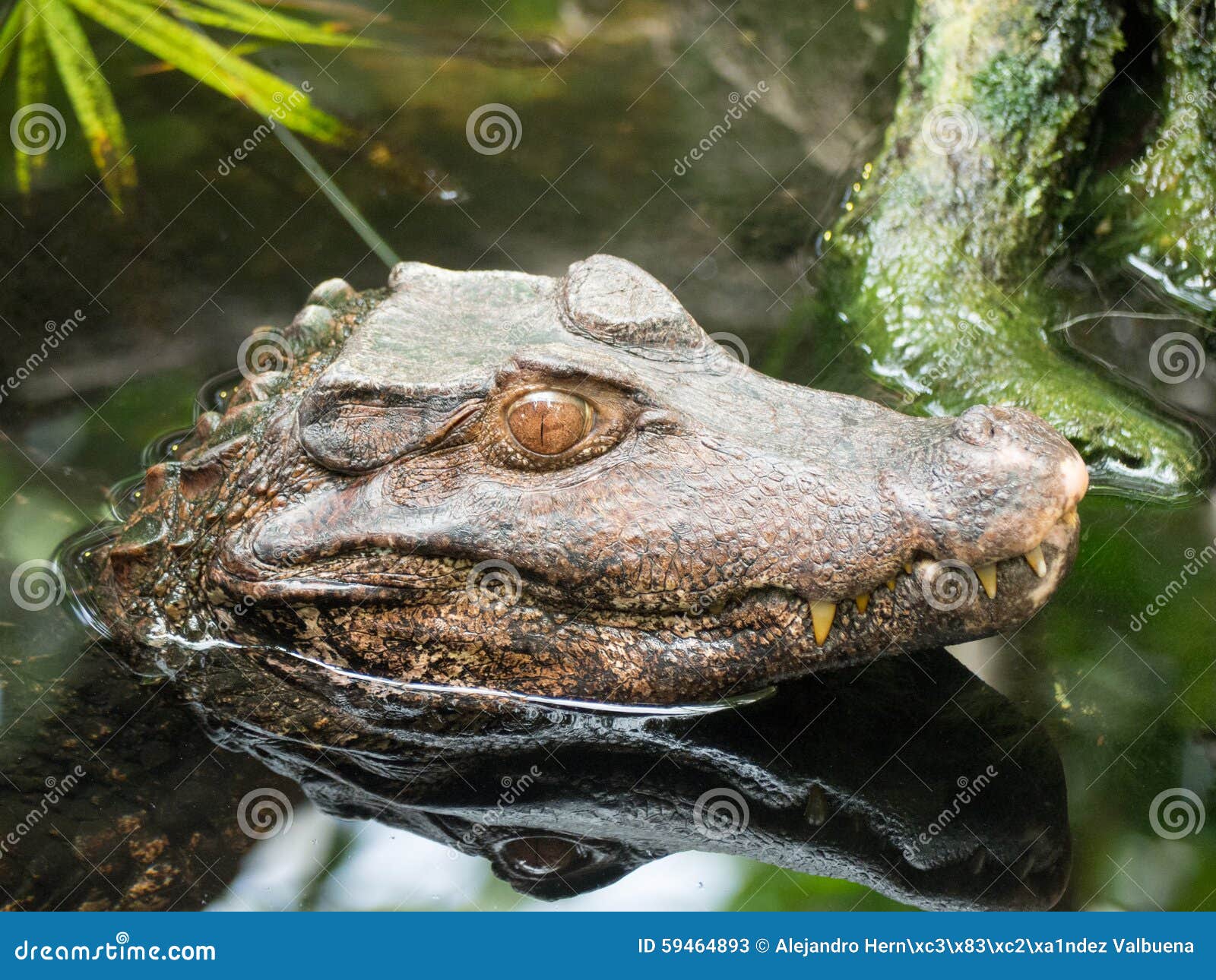 The look of alligator stock image. Image of brown, crocodile - 59464893