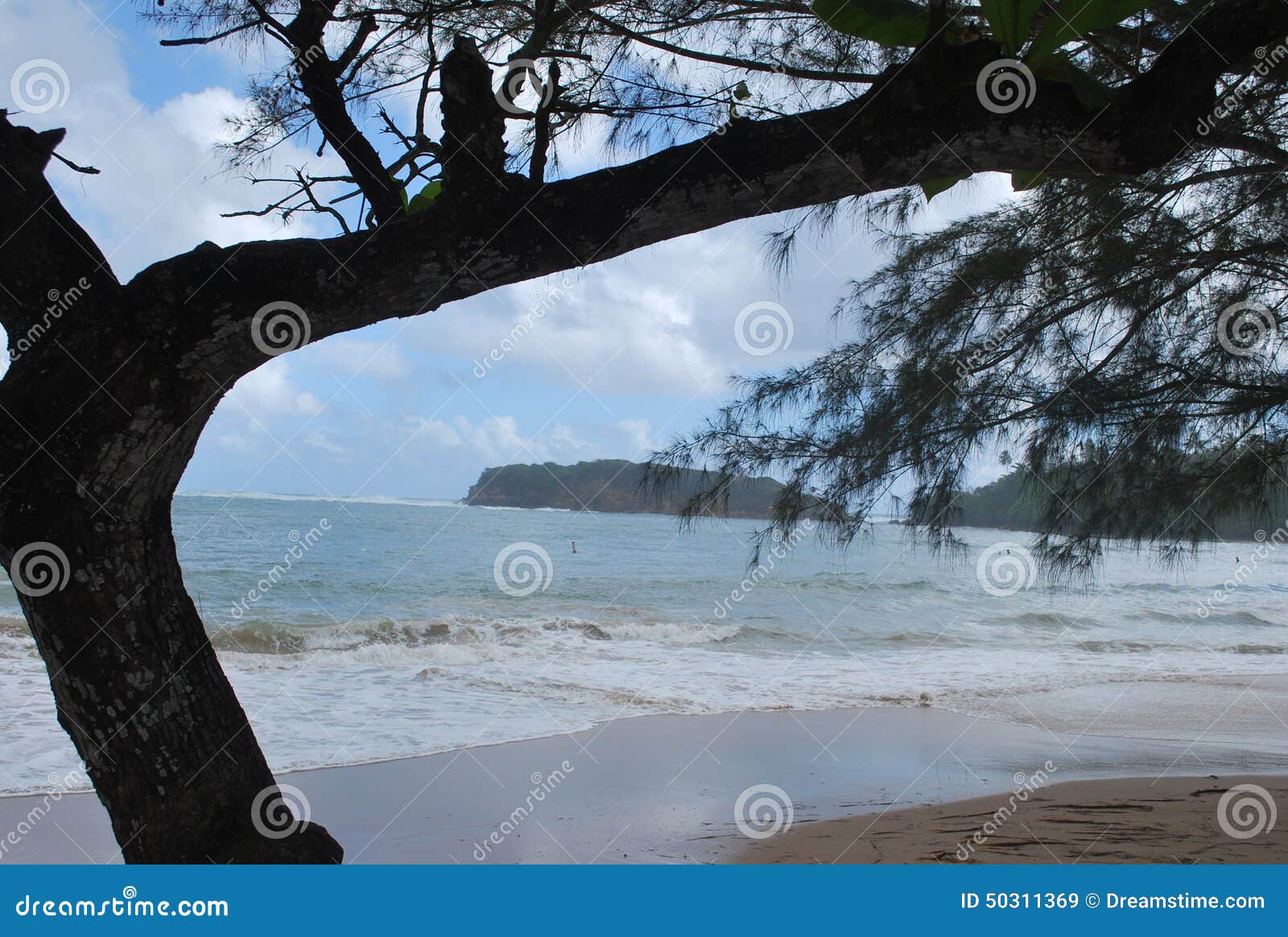 Look Around the Tree and Straight upon the Ocean. Stock Image - Image ...