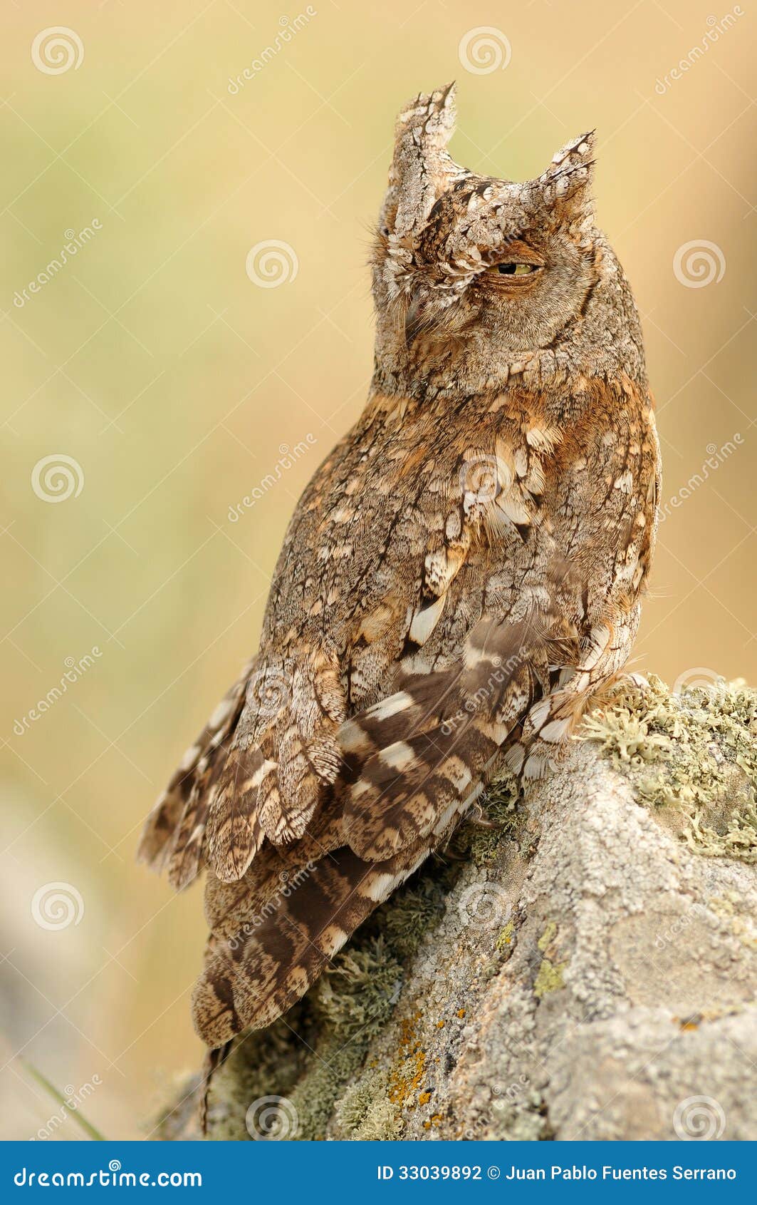 Look of autillo from stone stock photo. Image of animals - 33039892