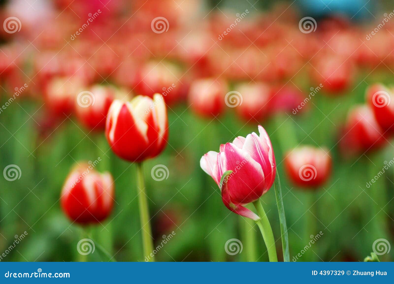 A look back tulip stock image. Image of flora, hope, holland - 4397329
