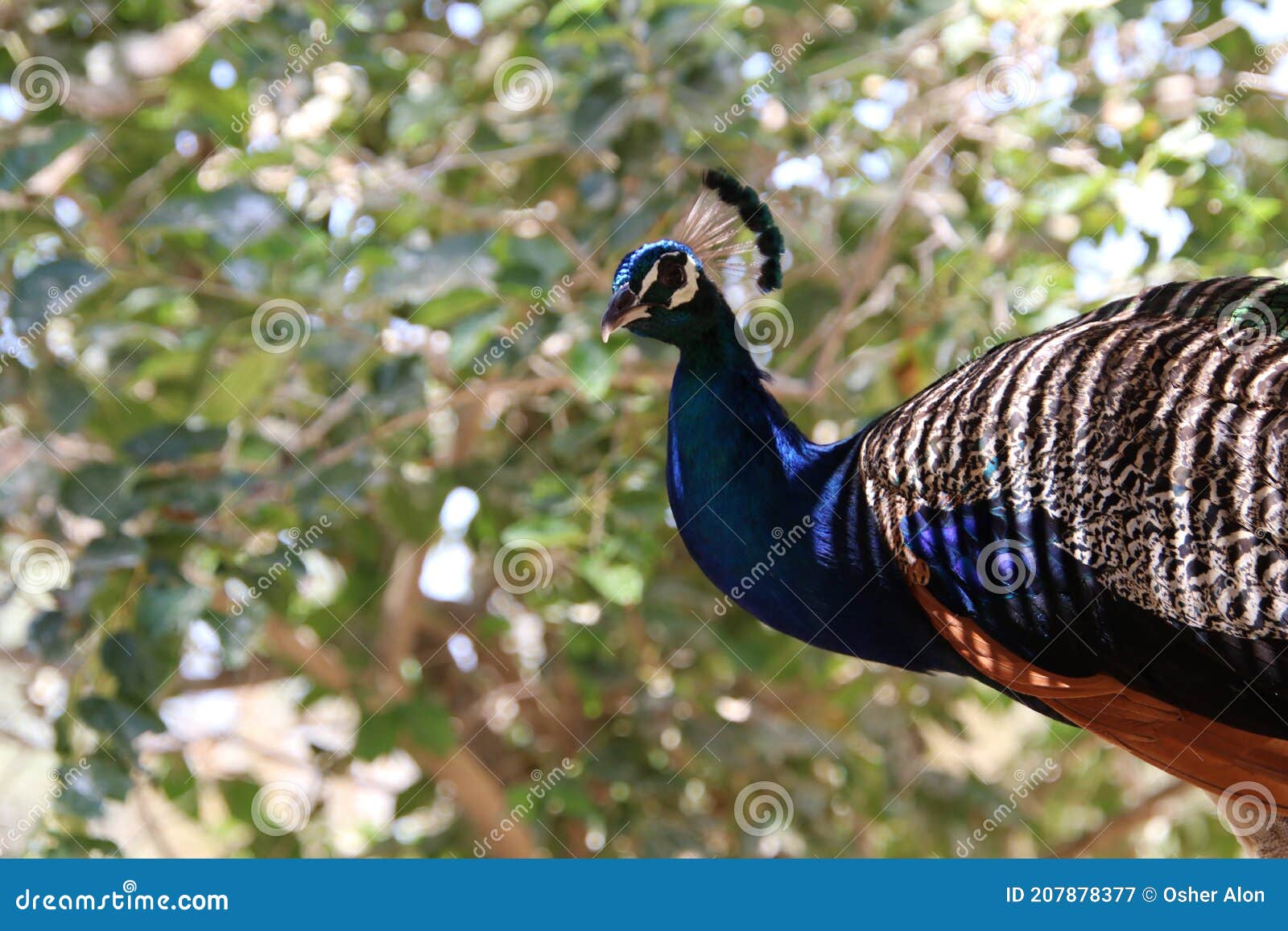 A look of a peacock stock image. Image of collors, beautiful - 207878377