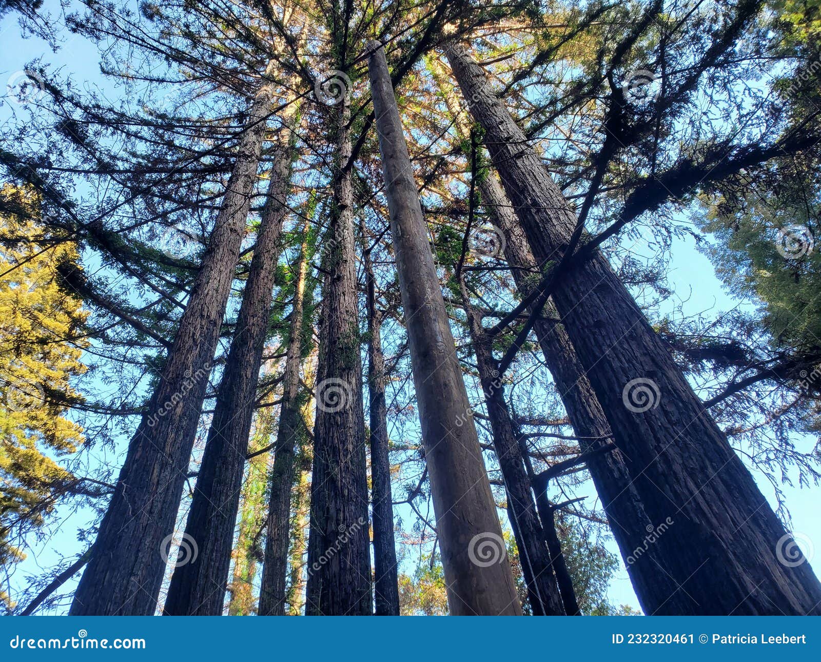 A look from below stock image. Image of blue, leaf, look - 232320461