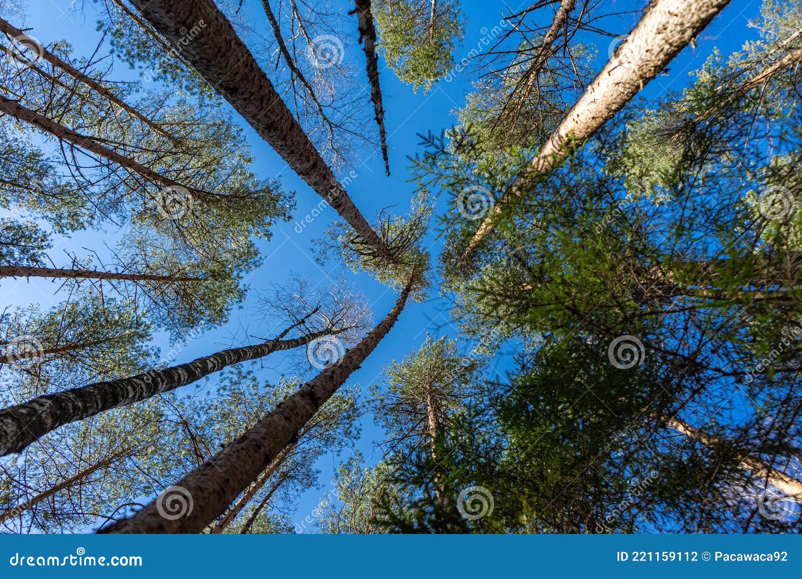 Look from Below at the Tops of the Trees Stock Photo - Image of single ...