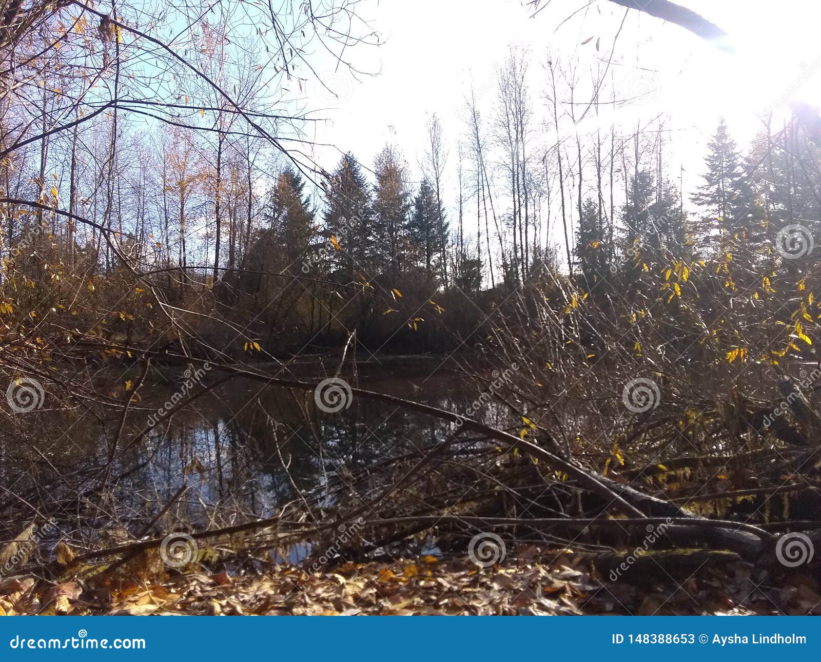Look beyond the trees stock image. Image of trees, light - 148388653